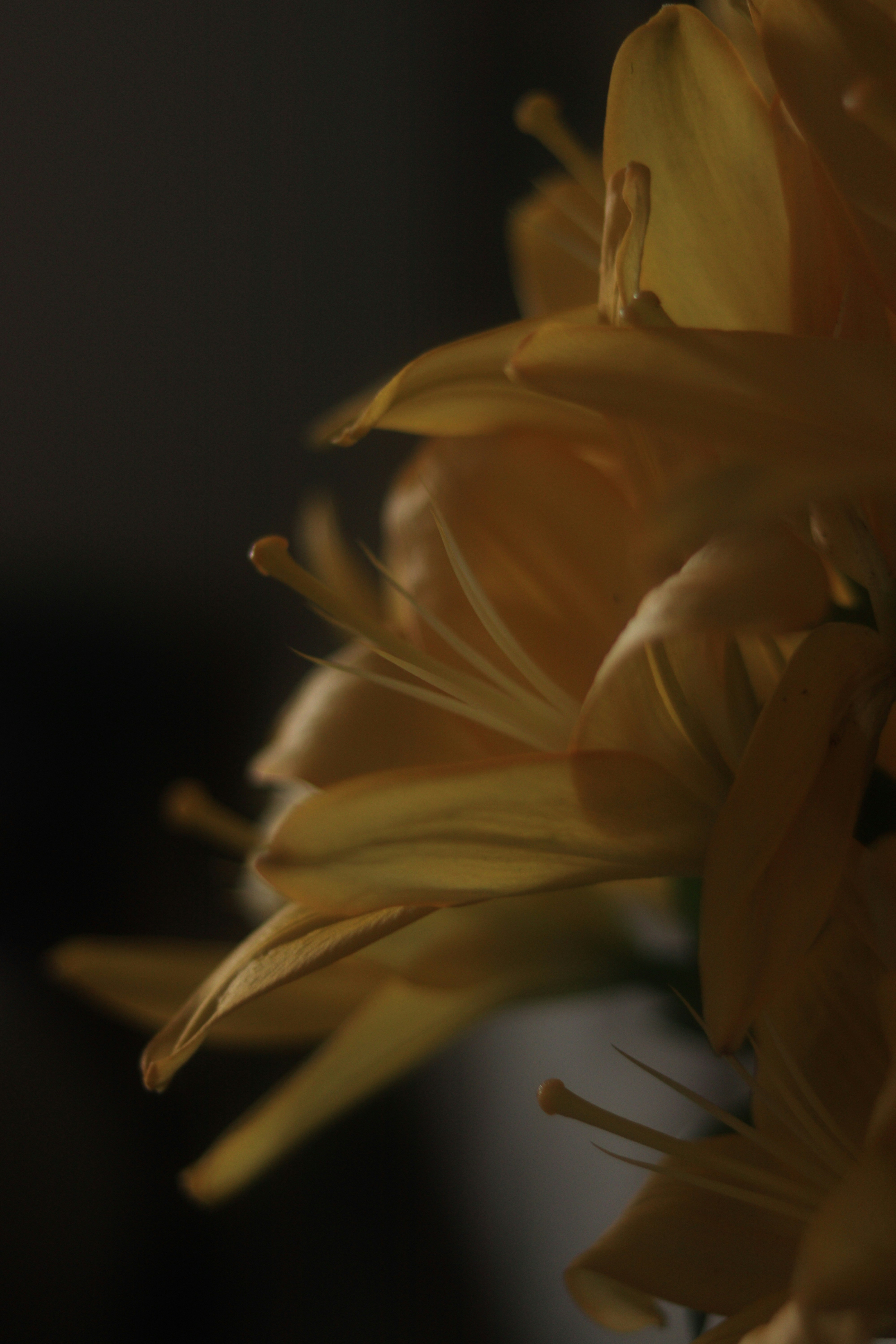 Warm-toned flower petals emerge from a dark background, with gentle side lighting highlighting delicate structure and texture.