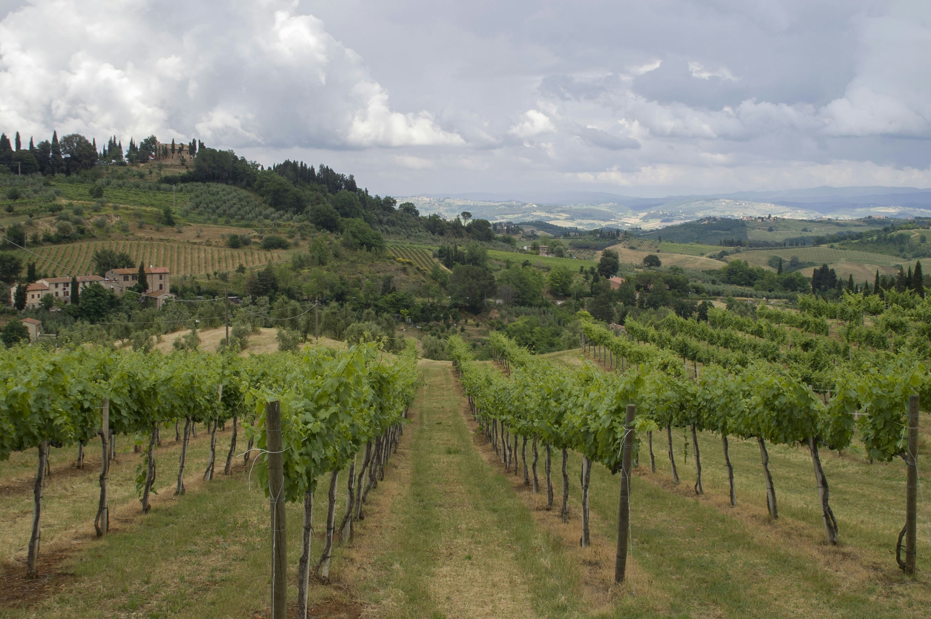 Vineyard rows extend toward a distant hillside with scattered buildings under a partly cloudy sky, capturing a tranquil agricultural landscape.