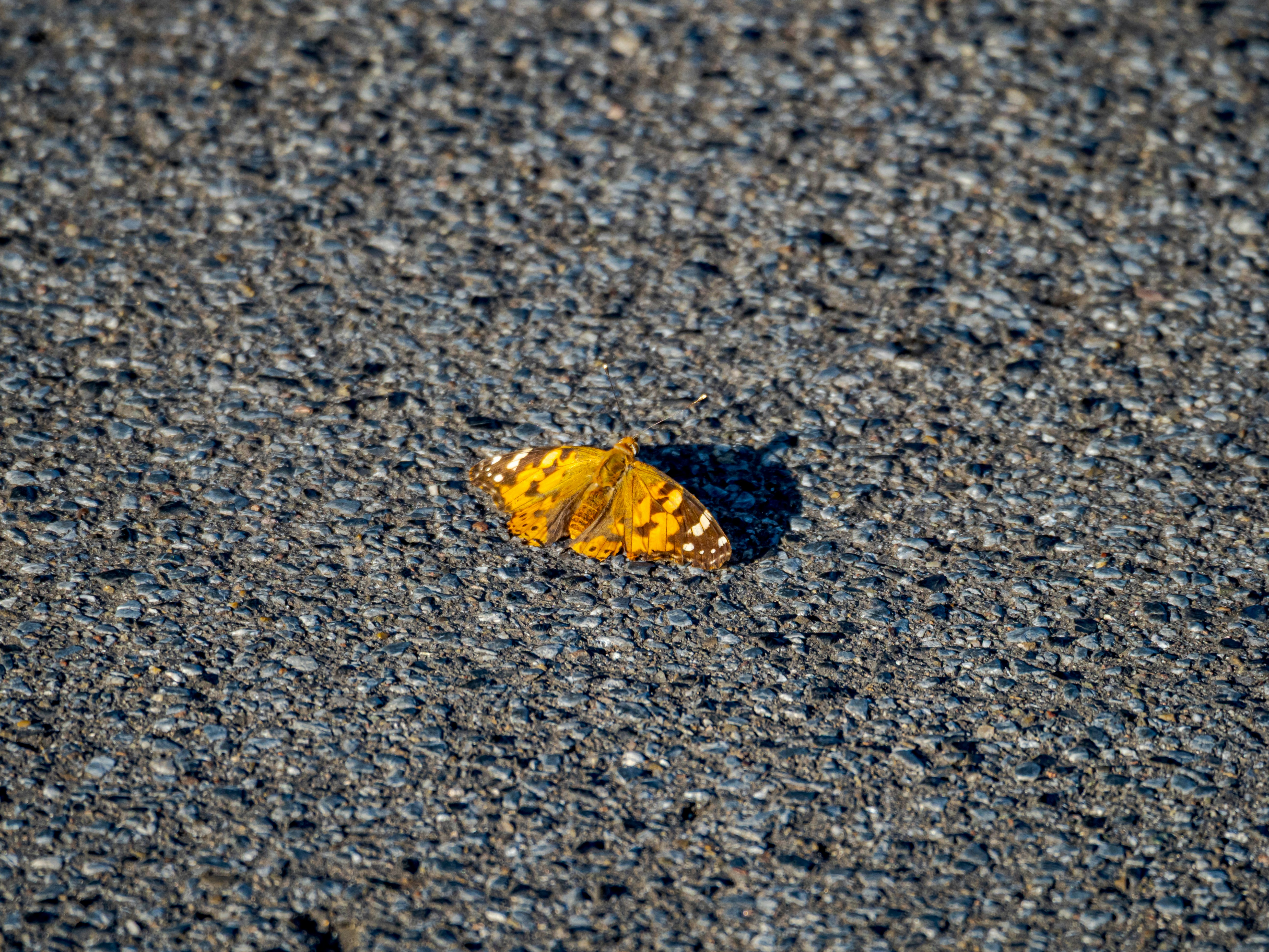 A solitary yellow-orange butterfly rests on a coarse pebbled surface, its wings catching sunlight against a textured gray ground.