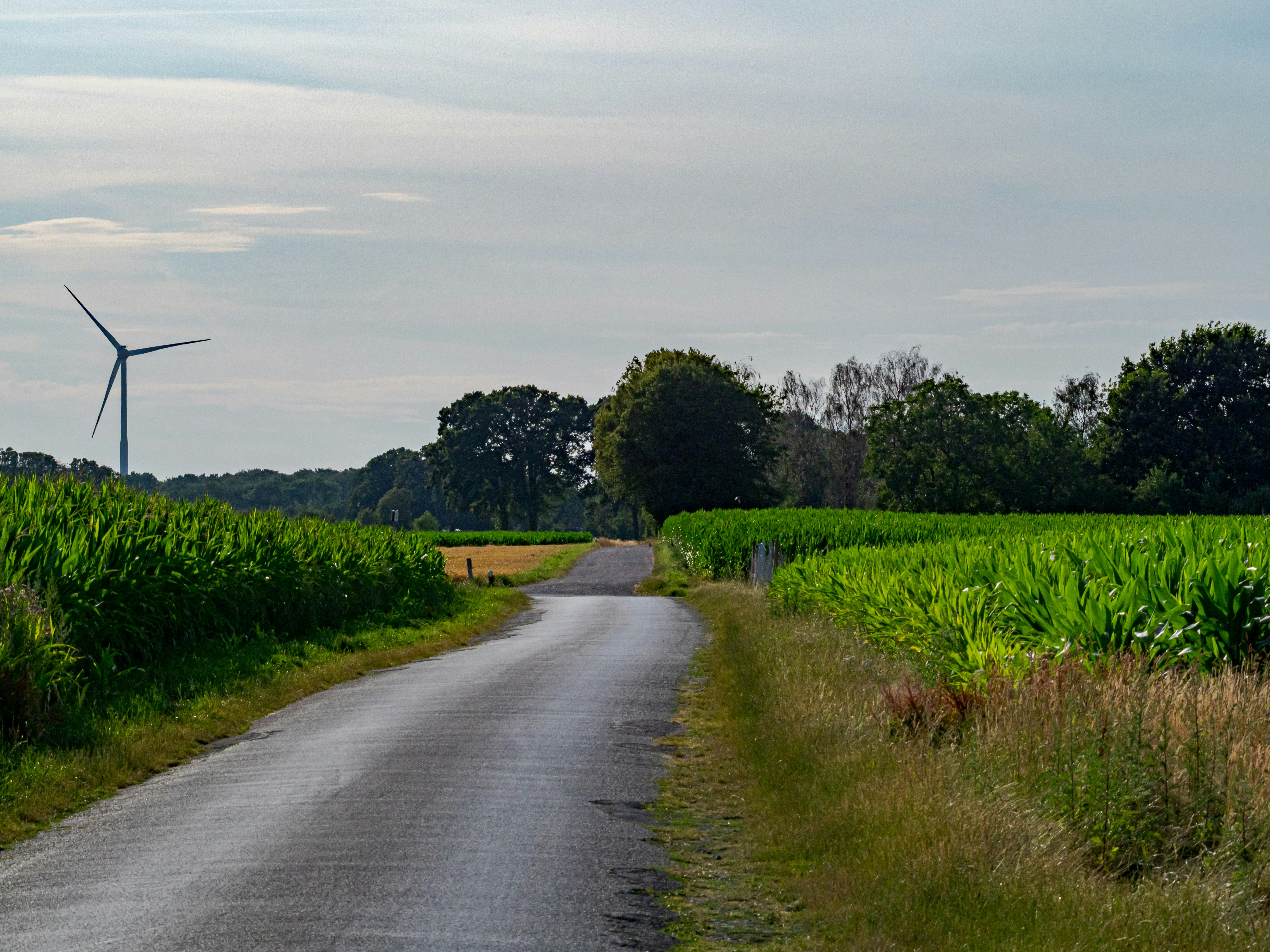 Rural Road to the Windward Horizon