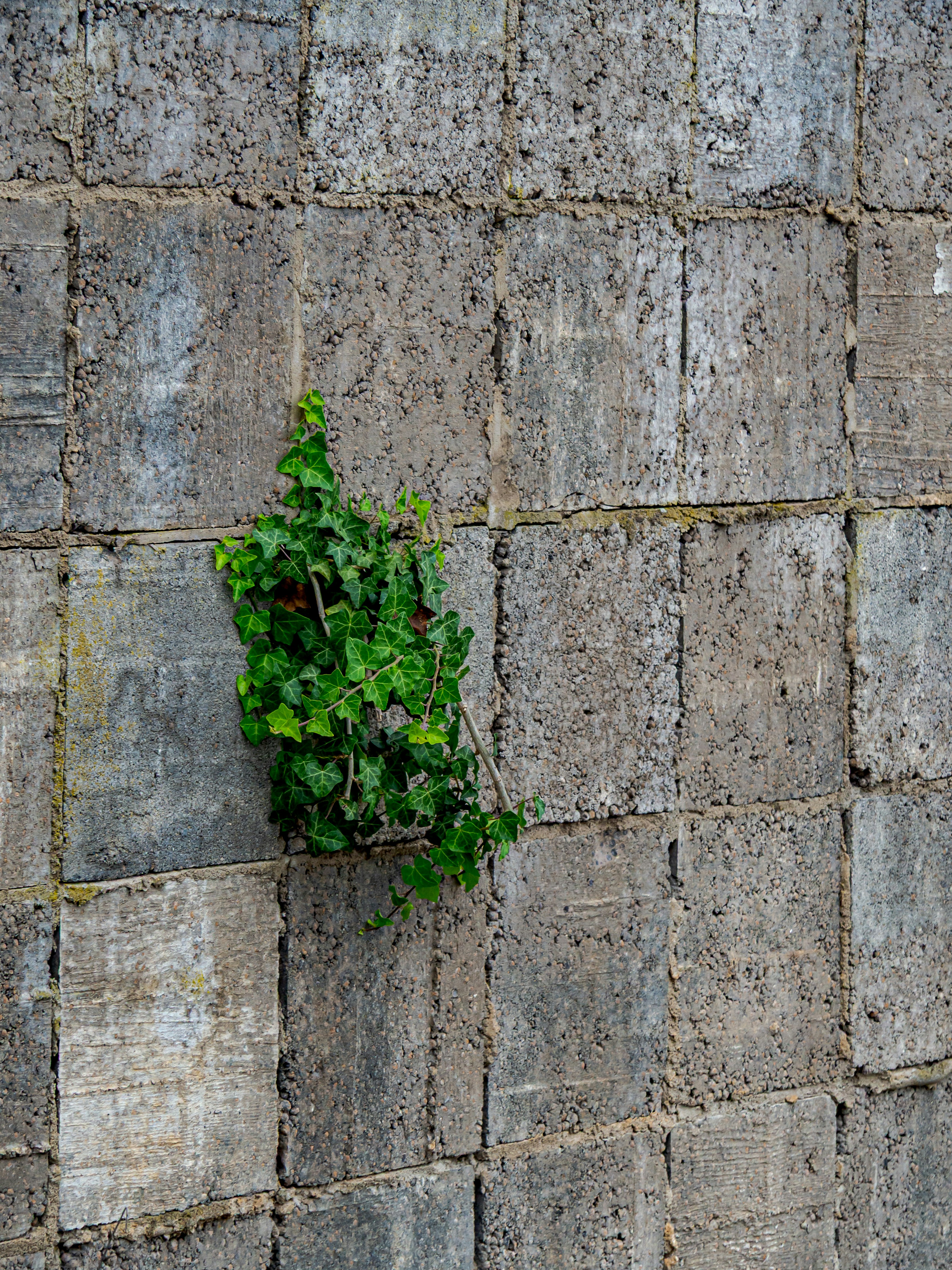 Green life emerging from a weathered block wall