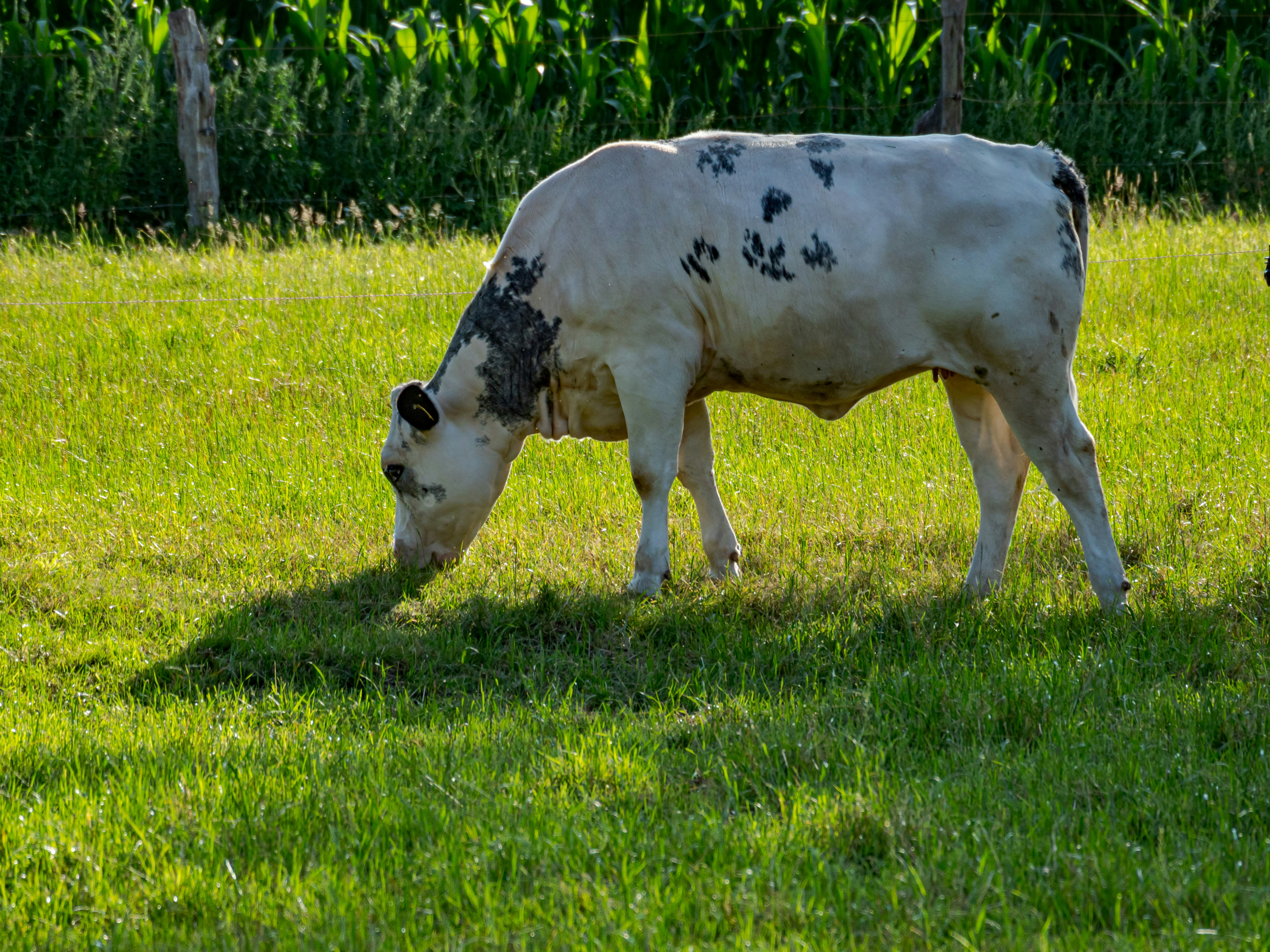 A white and black-spotted cow grazes on a sunlit grassy field with a backdrop of green plants and wooden fence posts.