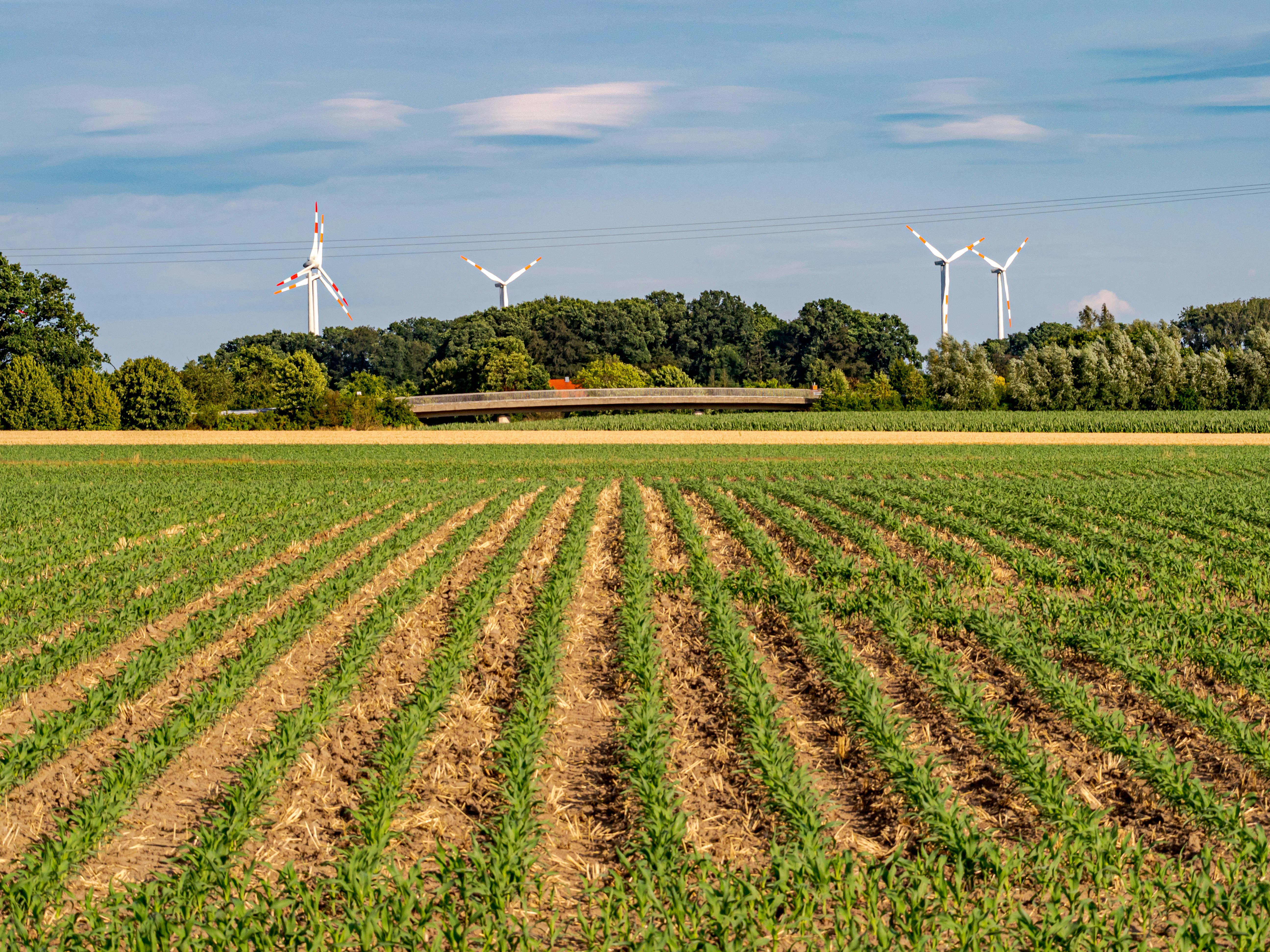 Wide-field view of a cultivated field with evenly spaced green rows leading toward a distant treeline; wind turbines rise beyond a low bridge on the horizon under a blue sky.