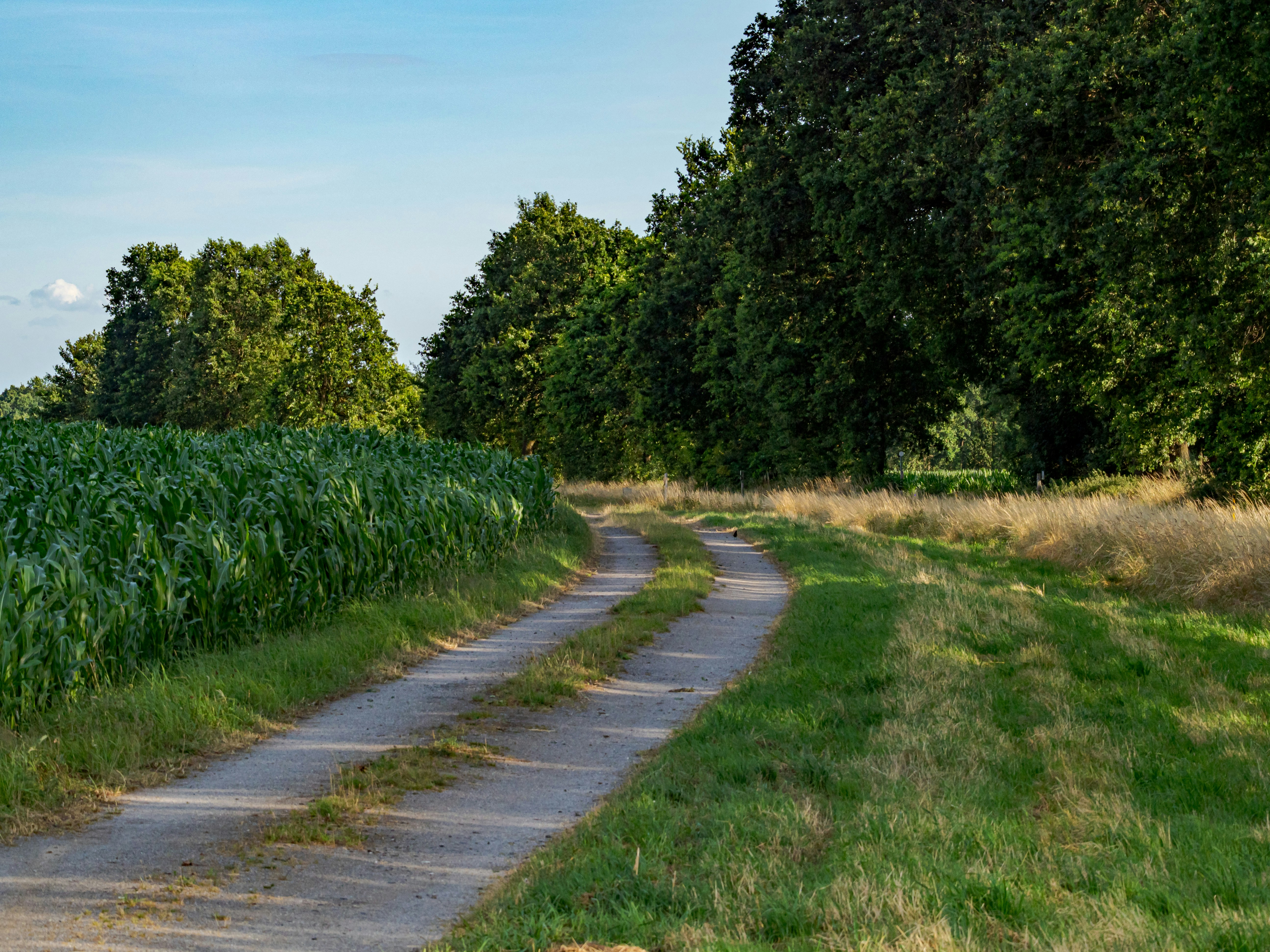 Winding Country Lane Bordered by Cornfield and Trees