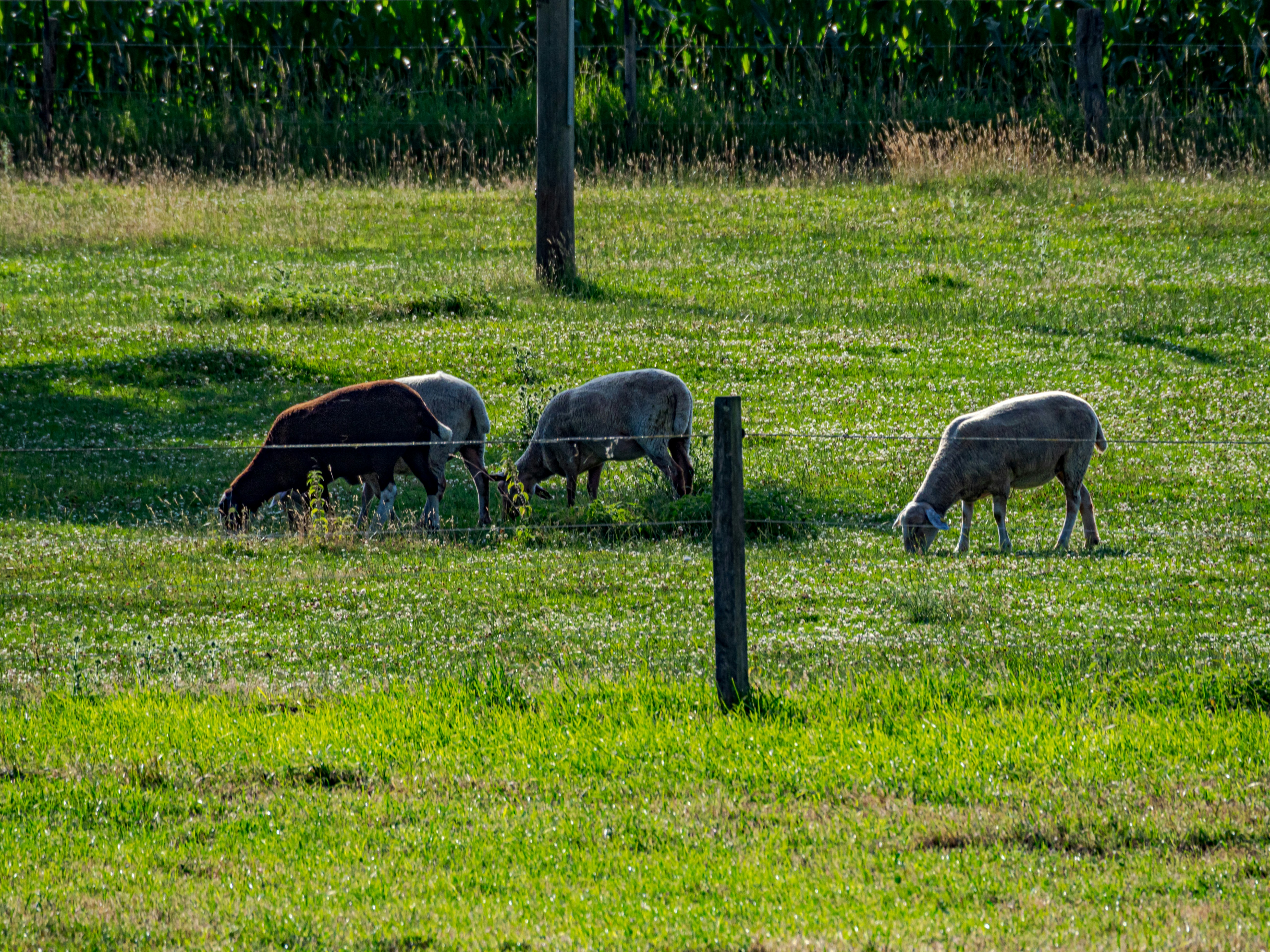 Three sheep graze in a sunlit pasture with a fence post in the foreground; the scene emphasizes rural tranquility and natural light on green grass. Logo-like farm setting.