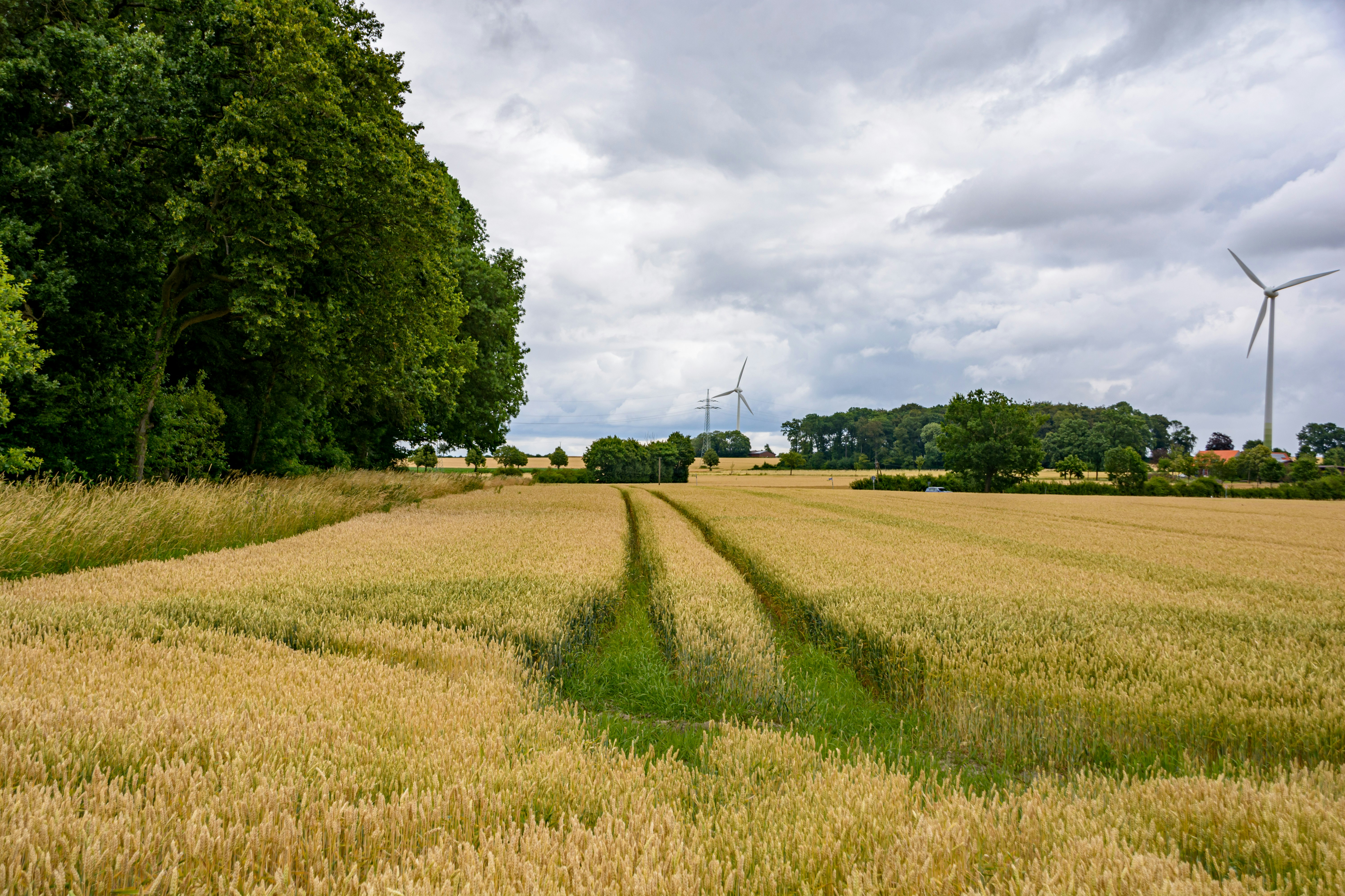 Golden Field Paths toward the Wind Turbines
