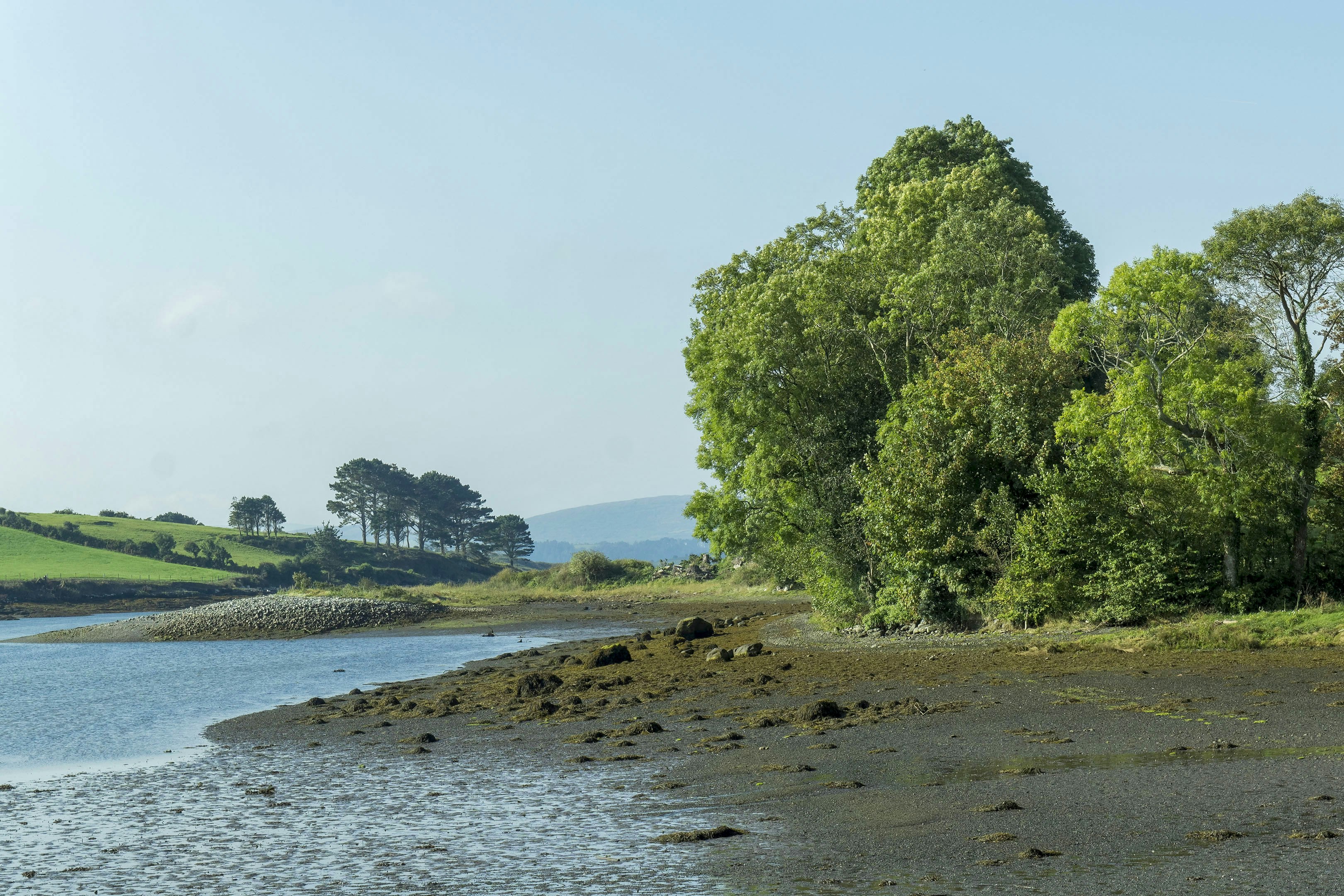 Lakeside Horizon: Trees Framing a Tranquil Shore