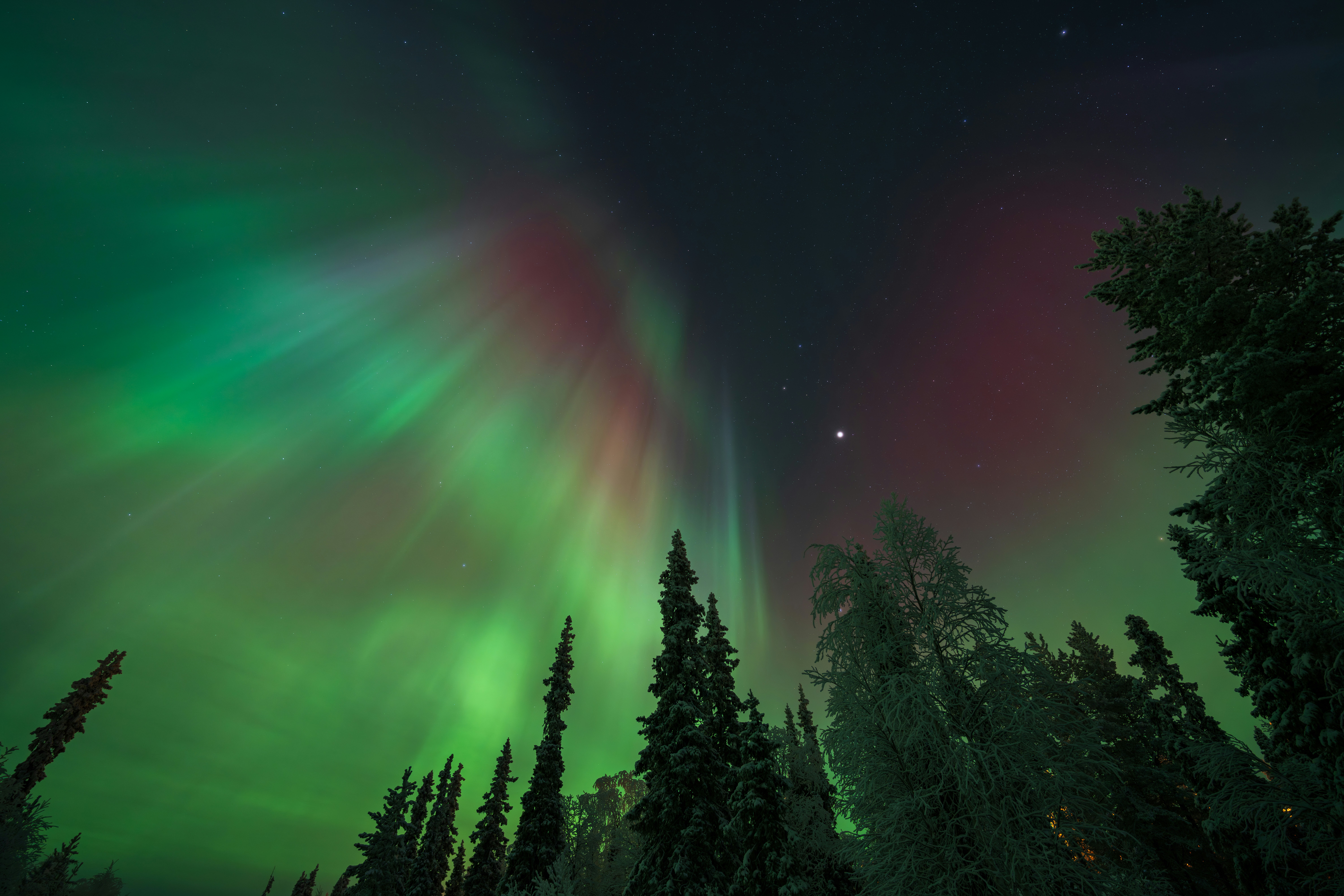 Aurora Whisper over Snow-Lashed Pines