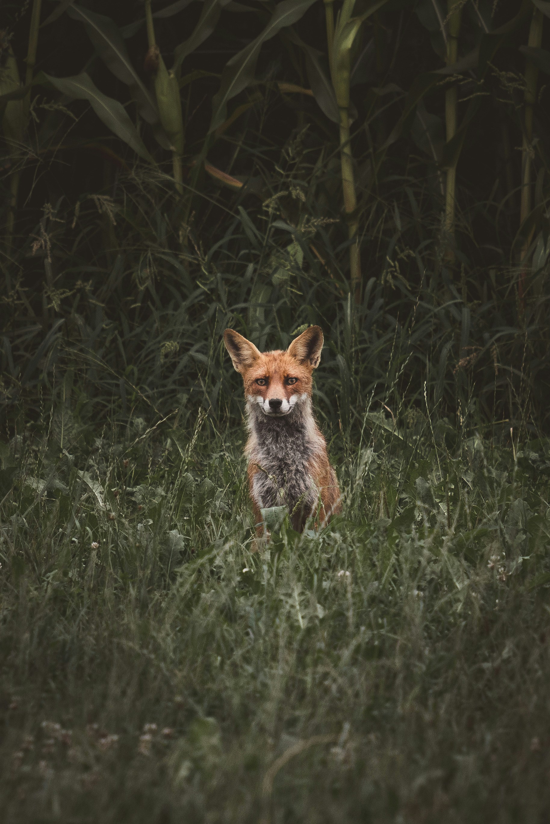 Fox in the Meadow: A Quiet Sentinel in Dappled Light