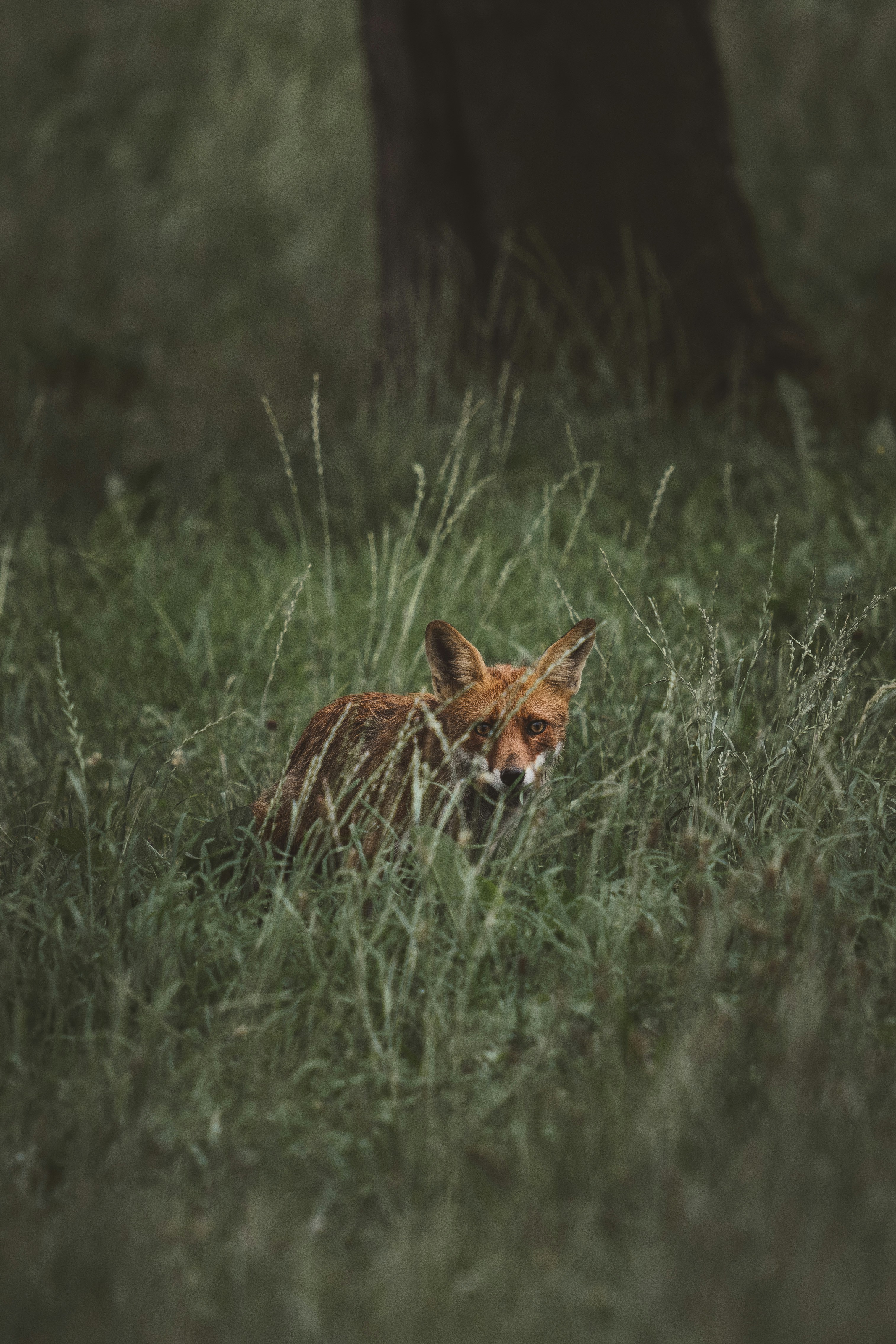 Fox in a Quiet Meadow: A Soft Reveal of Autumn Fur