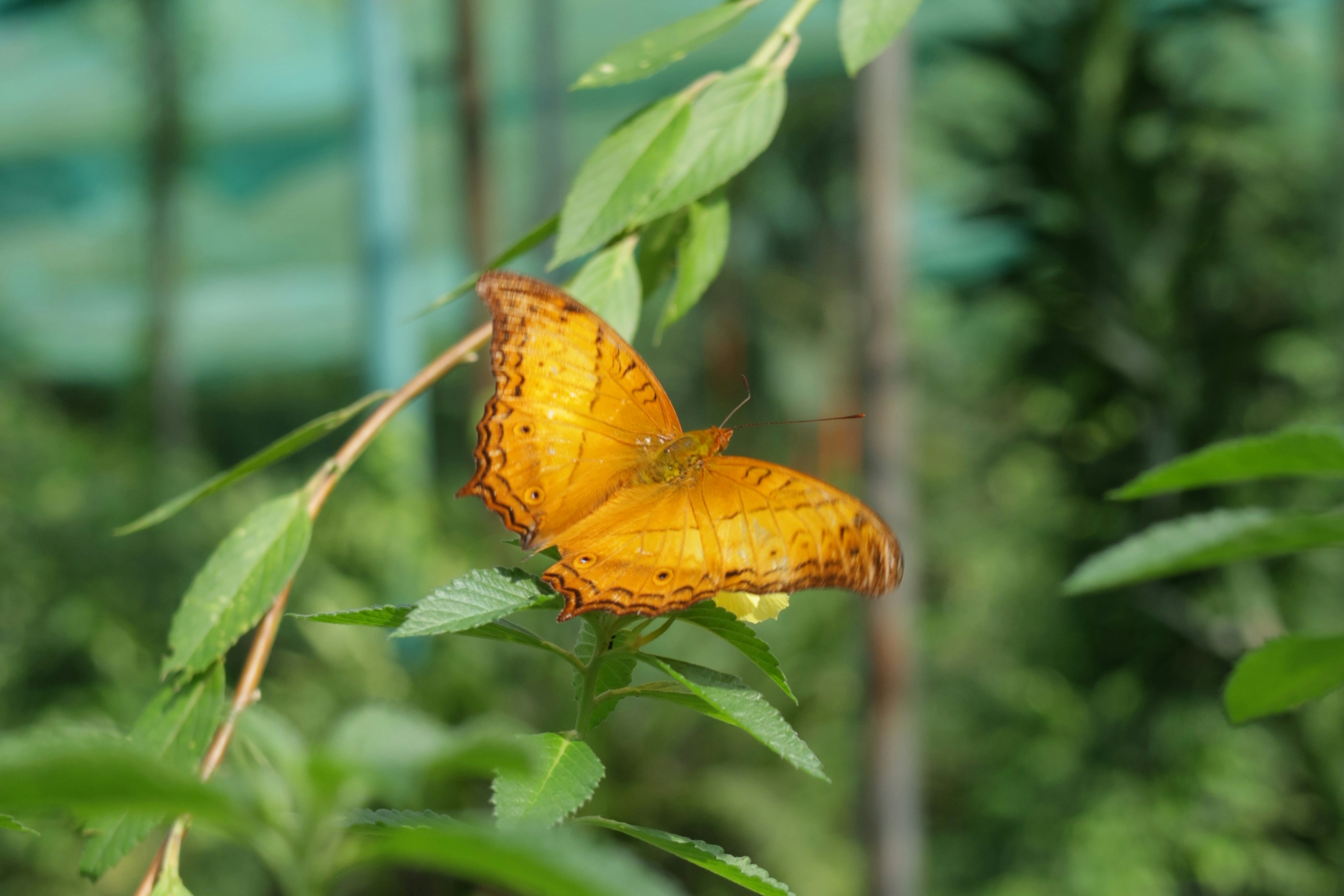 Amber Wisp on Greenery: A Delicate Butterfly Rest