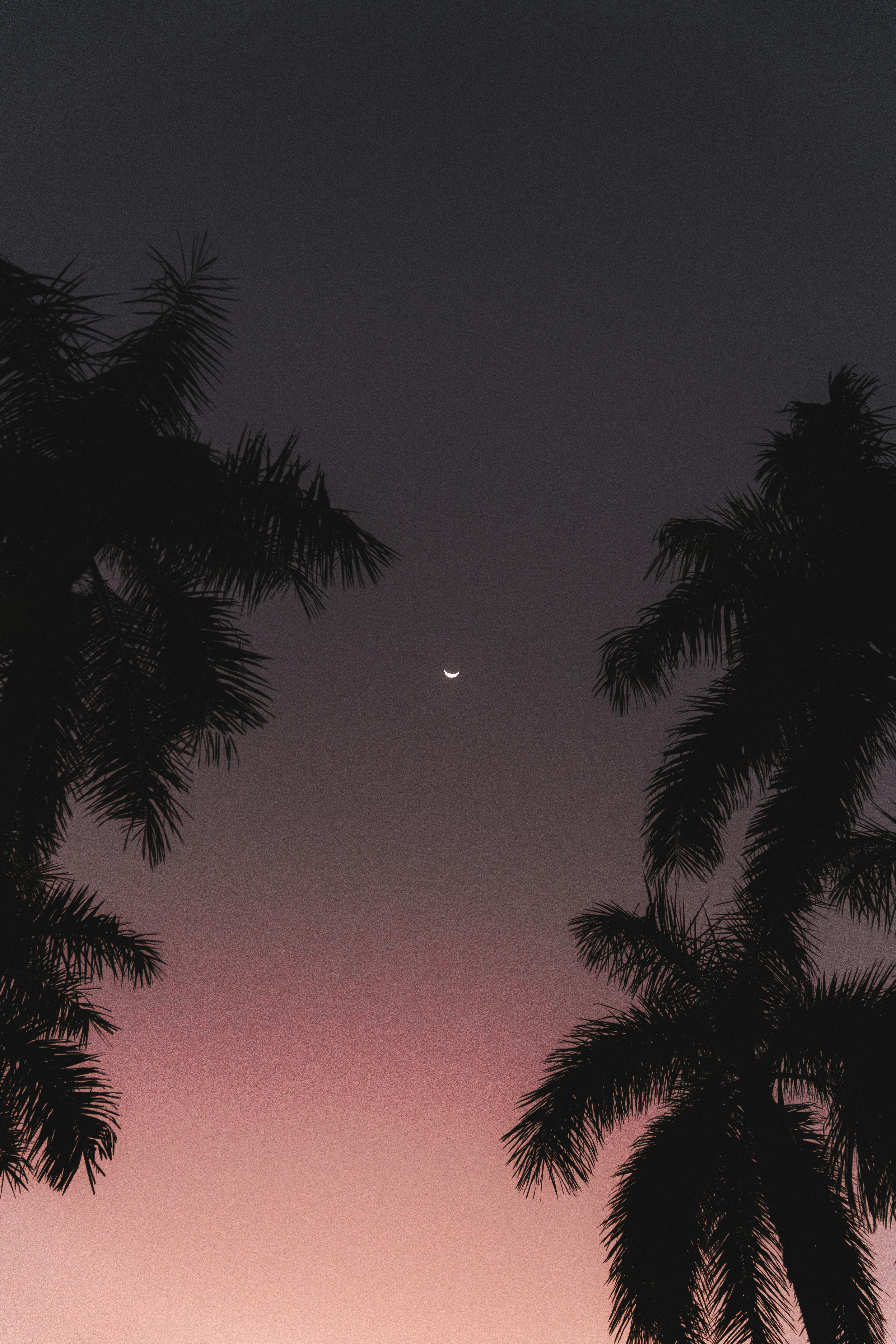 Crescent in the Palm Twilight