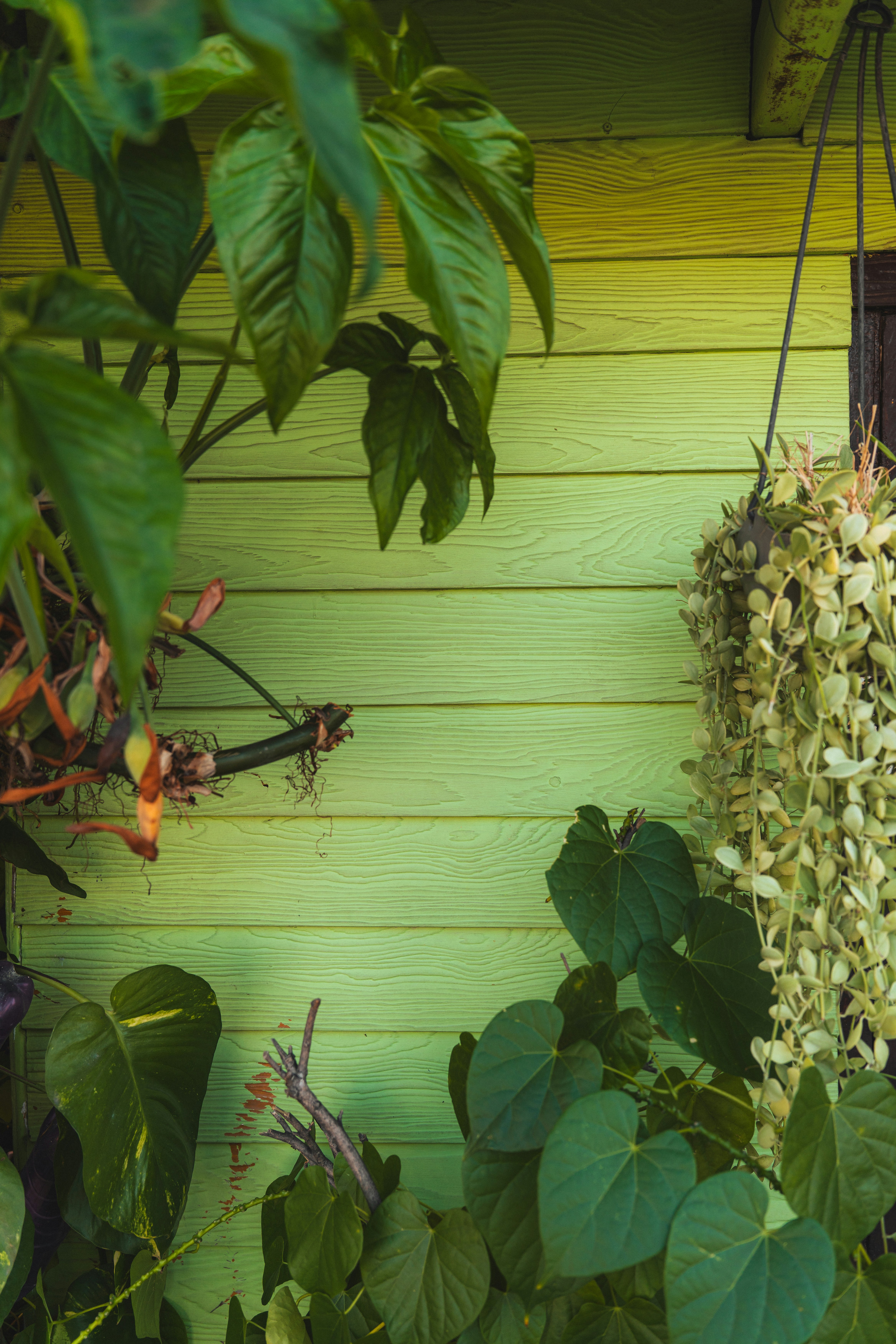 Green House of Vines: A Climbing Garden by the Lime-Washed Wall
