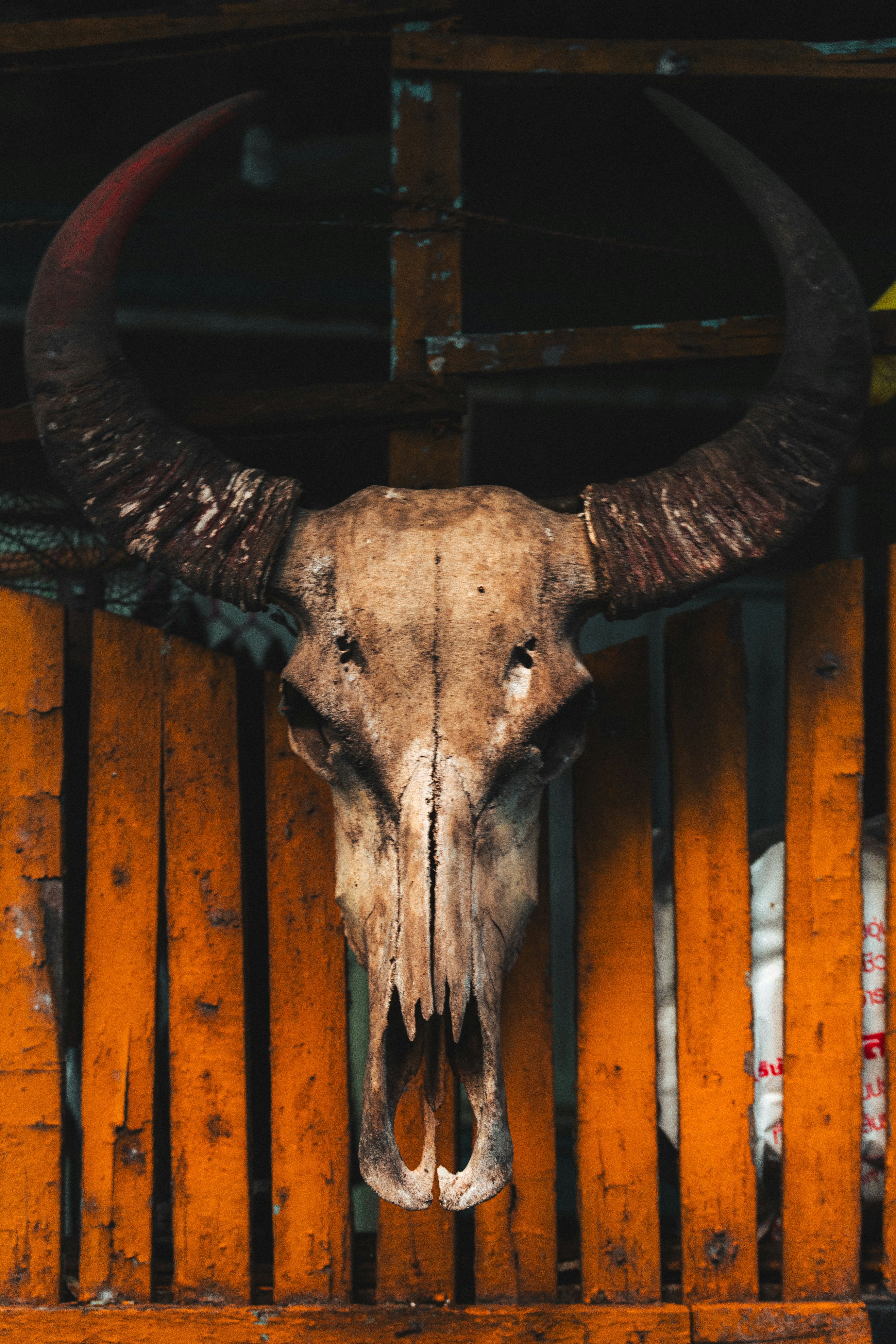 Desert Display: Weathered Bull Skull framed by orange slats