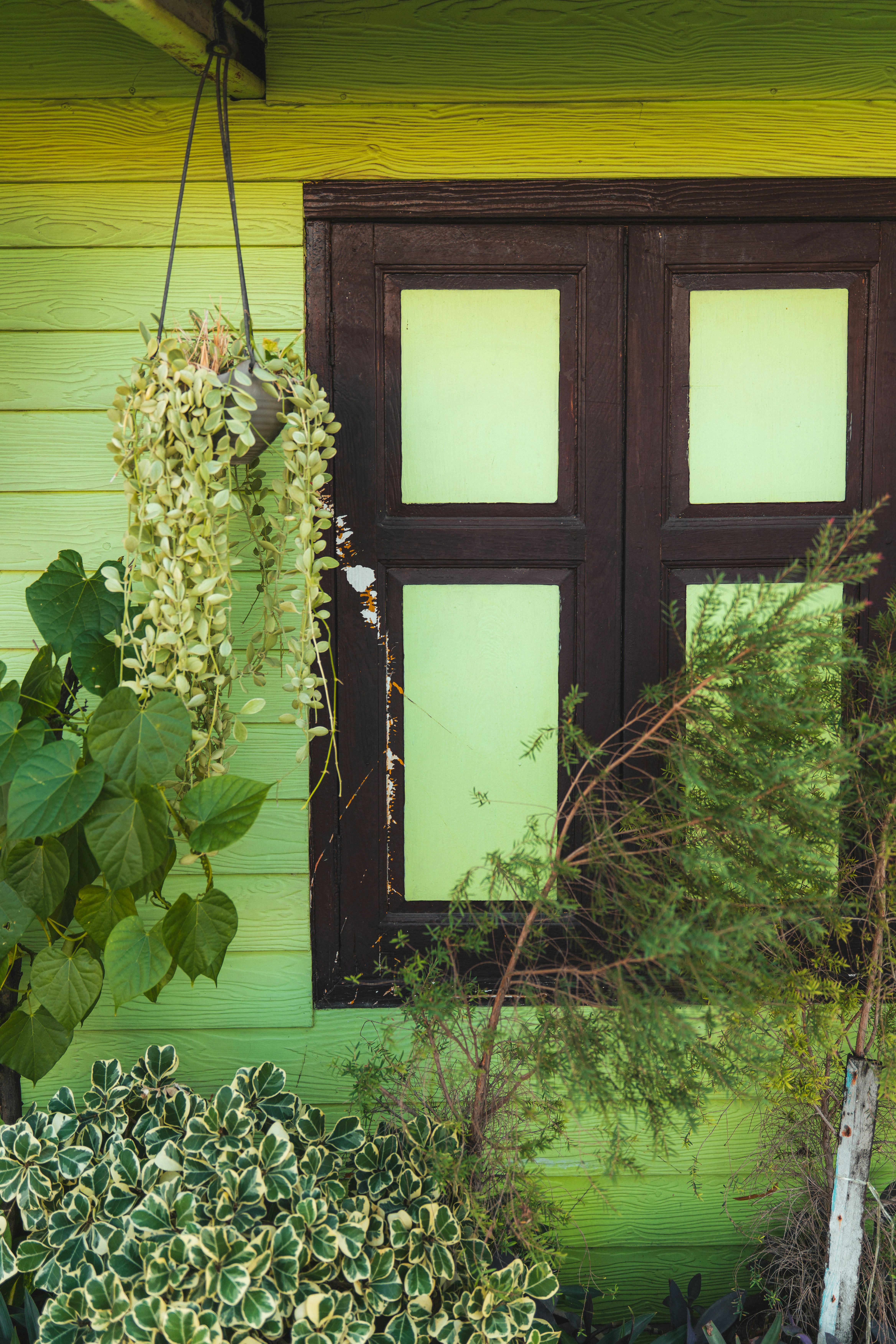 Bright-green Weathered Doorway with Hanging Plant Lattice
