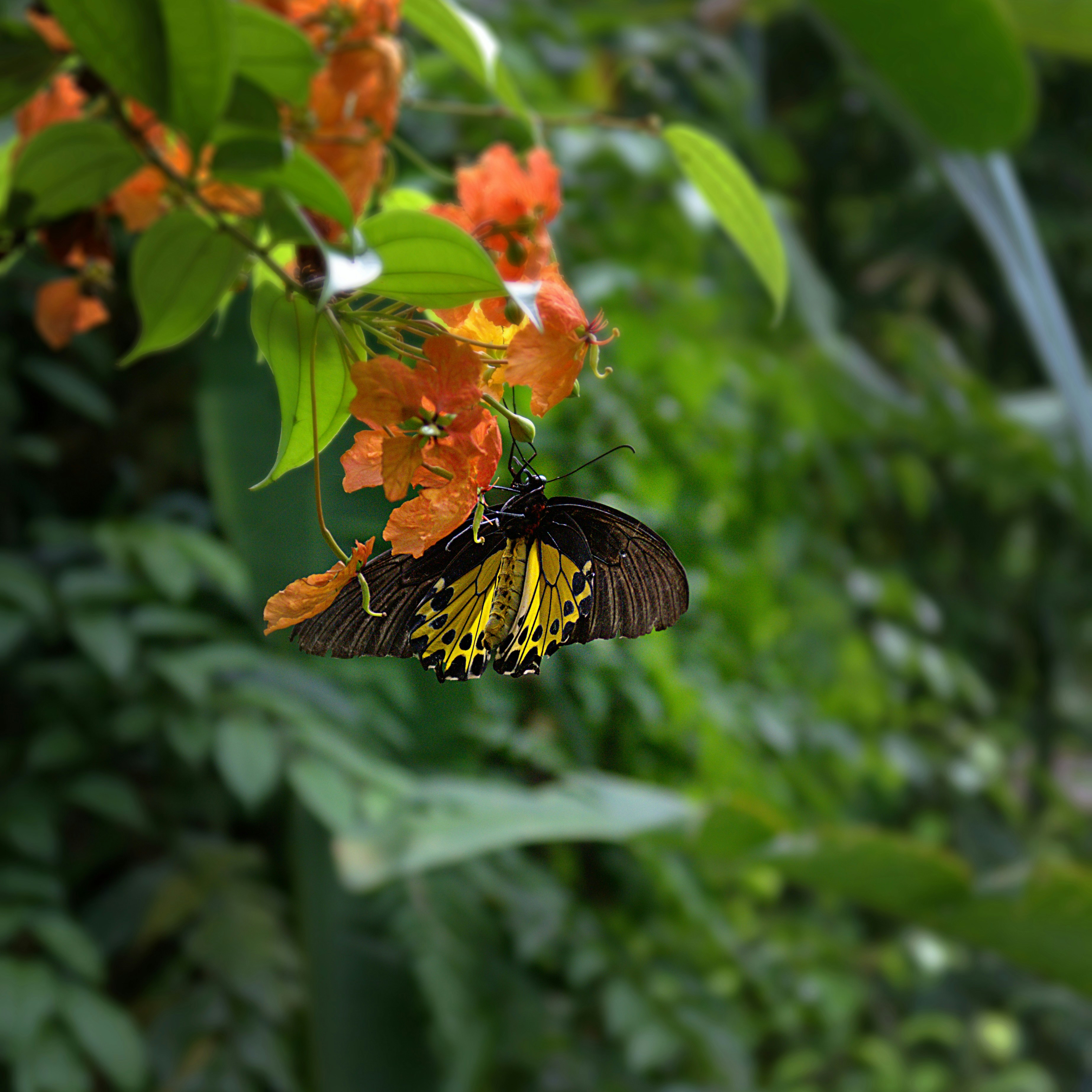 Yellow-inked Butterfly Grasping an Orange Bloom