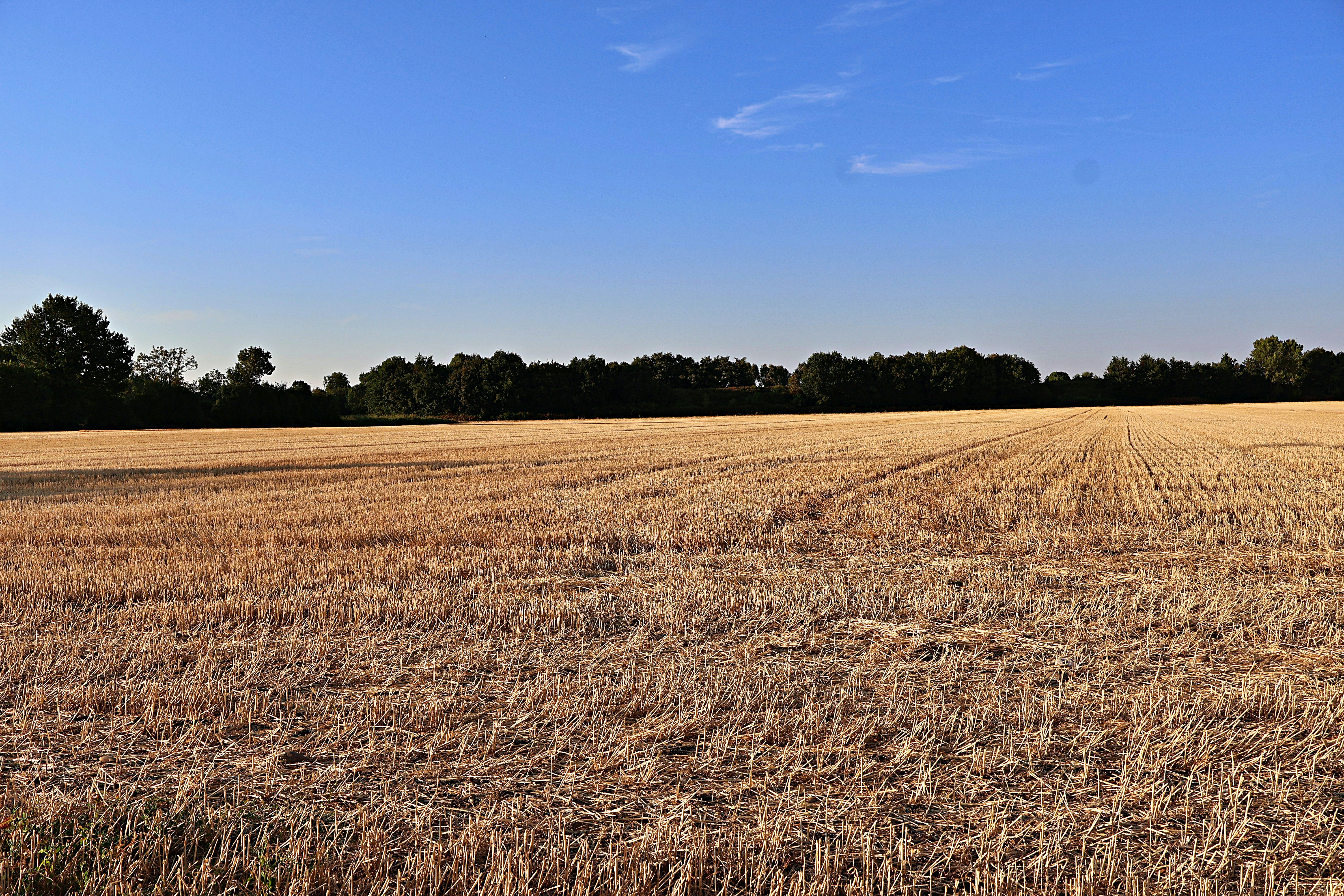 Golden Field at Distant Tree Line Under a Clear Sky
