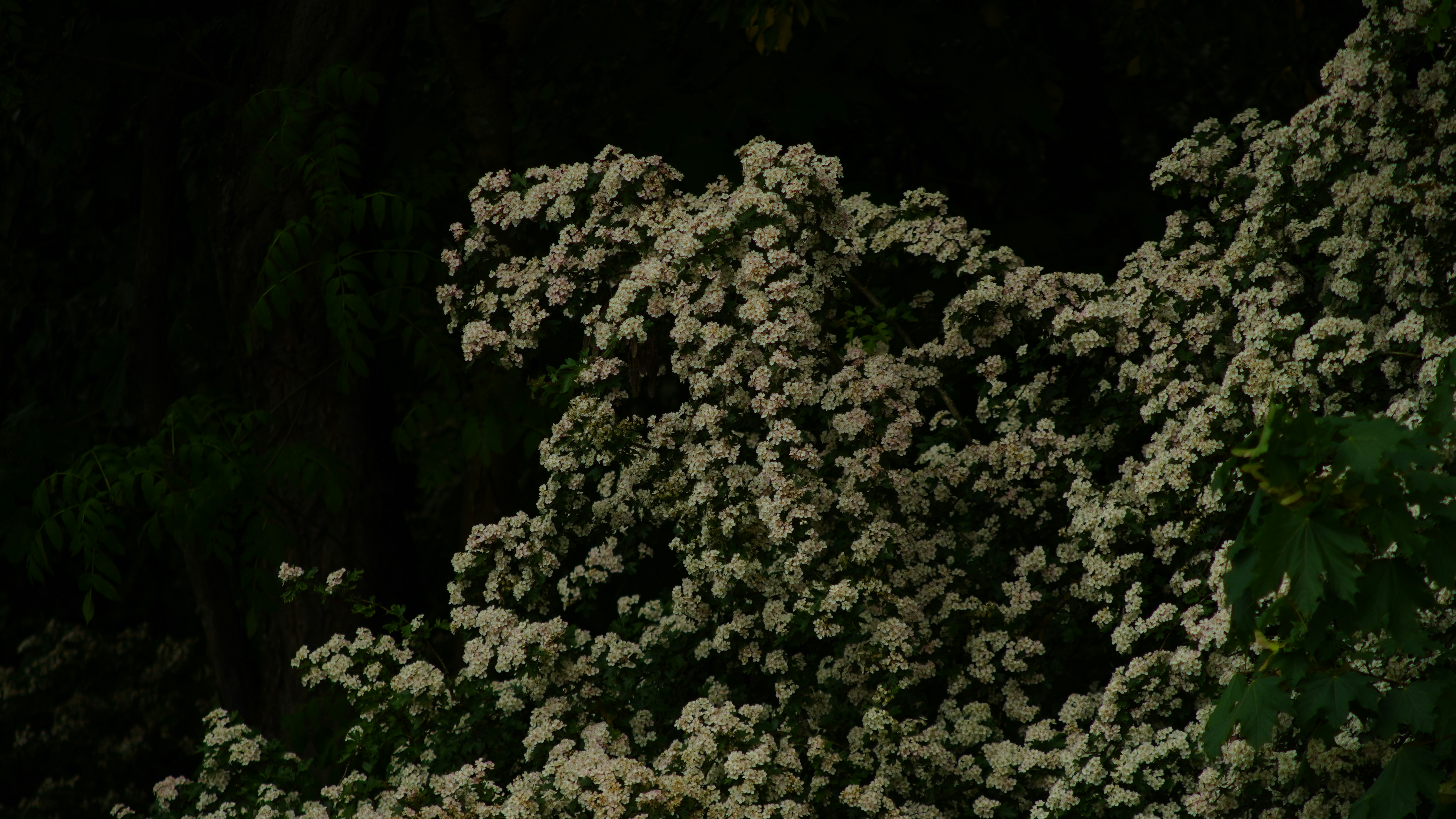 Moonlit Clusters: A Quiet Mass of White in the Dark