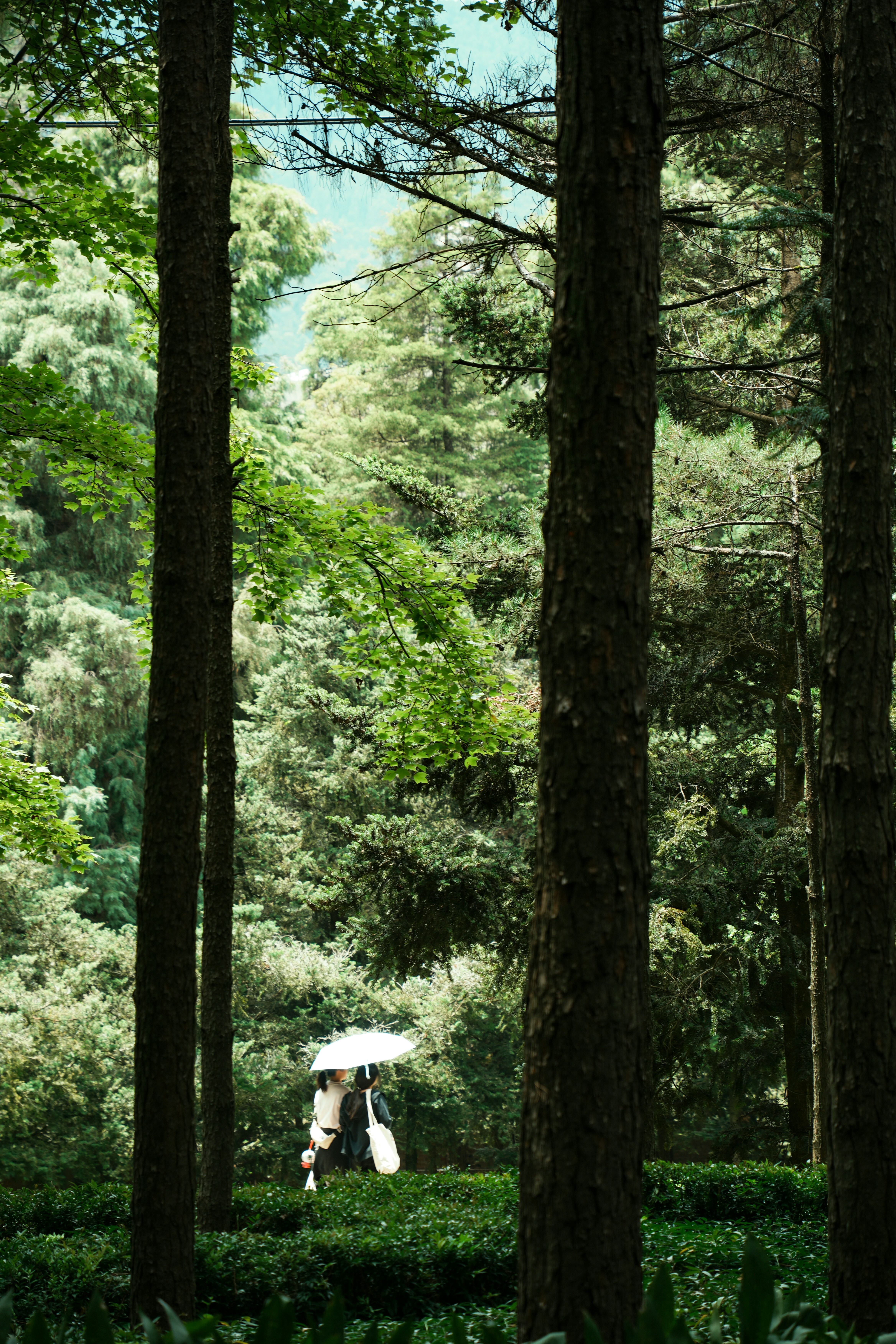 Quiet Clearing: A Sunlit Visitor Beneath Towering Pines