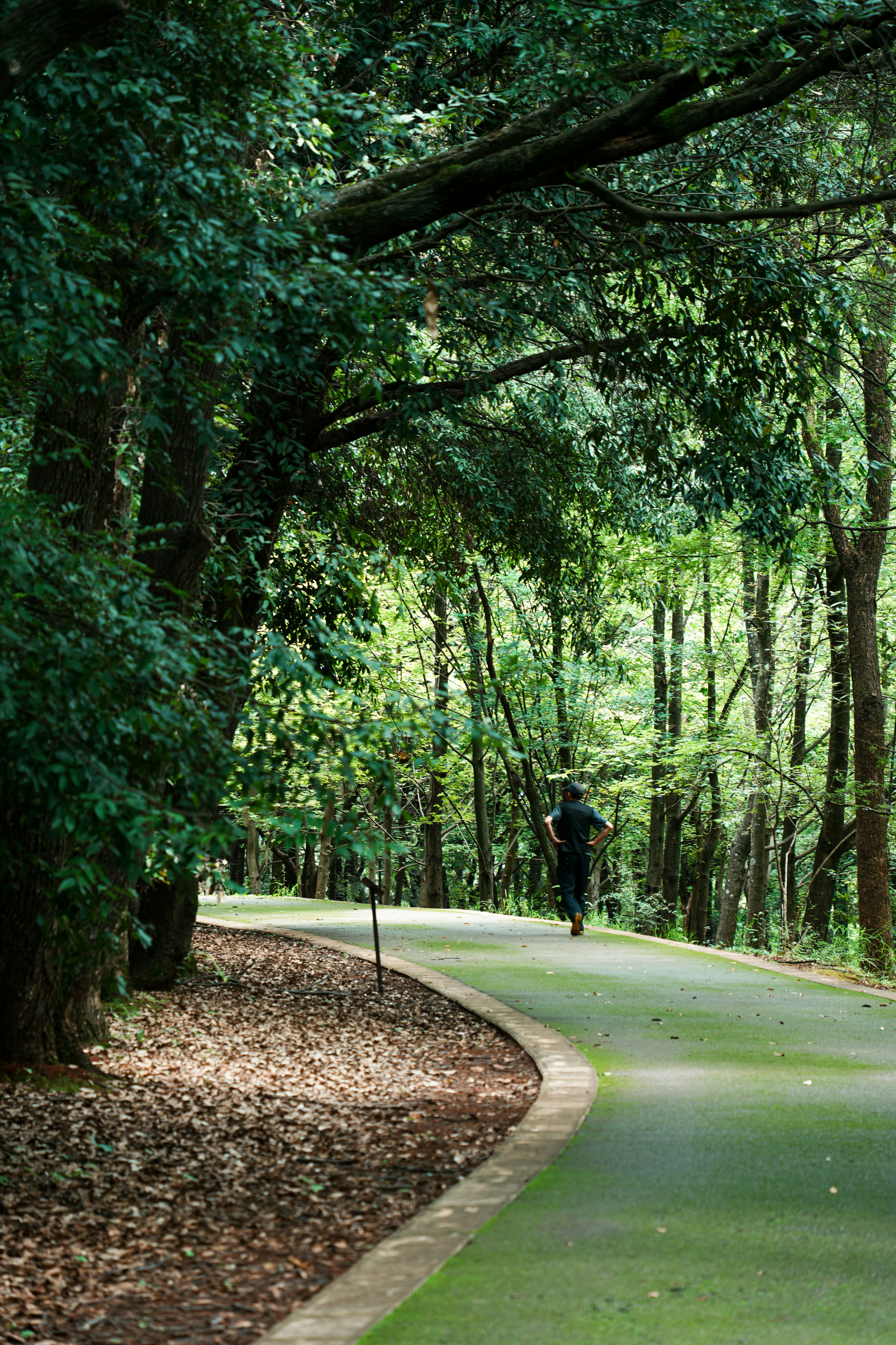Runner on a Lime Path: Quiet Forest Descent
