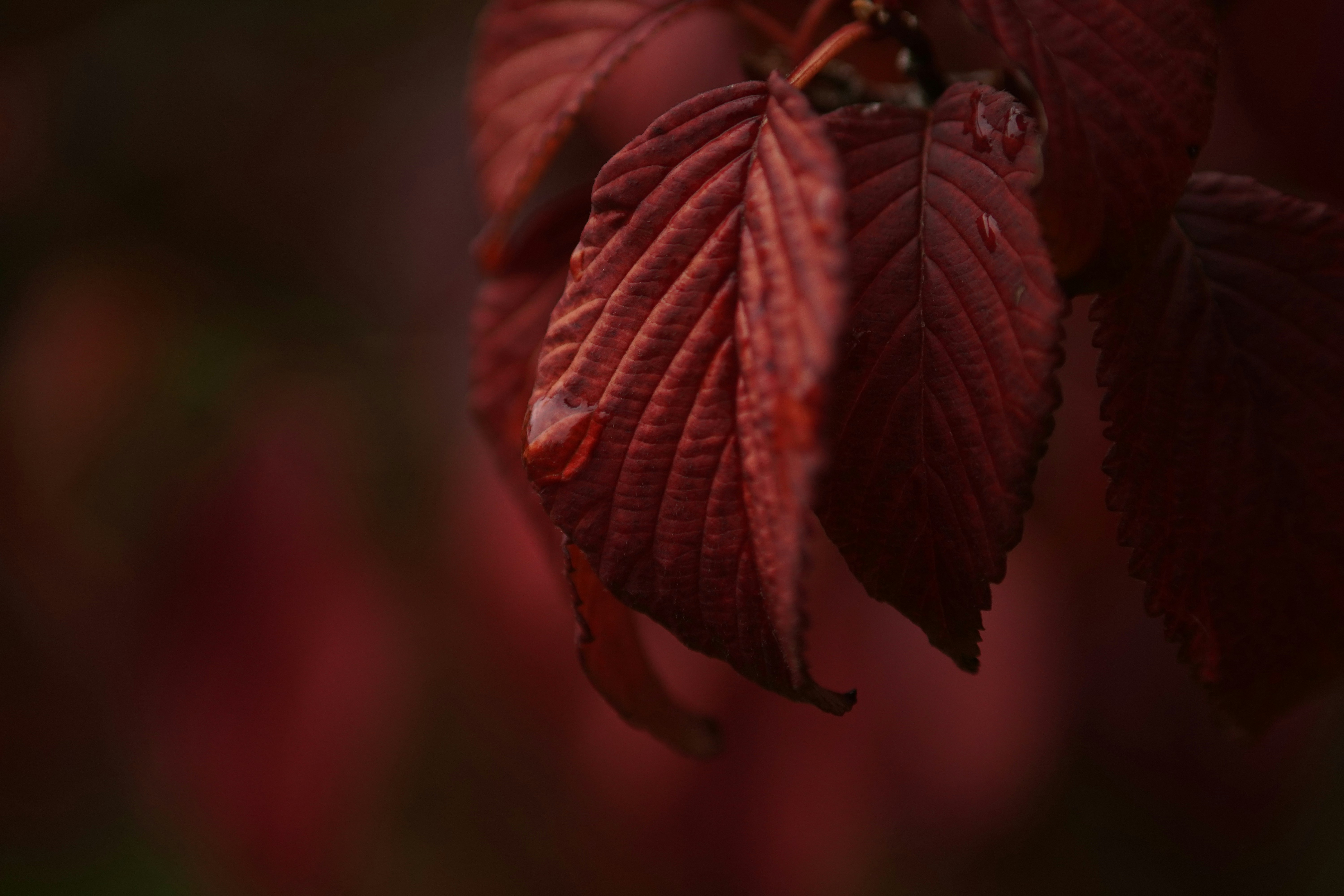 Crimson Verge: Dark Foliage at Twilight