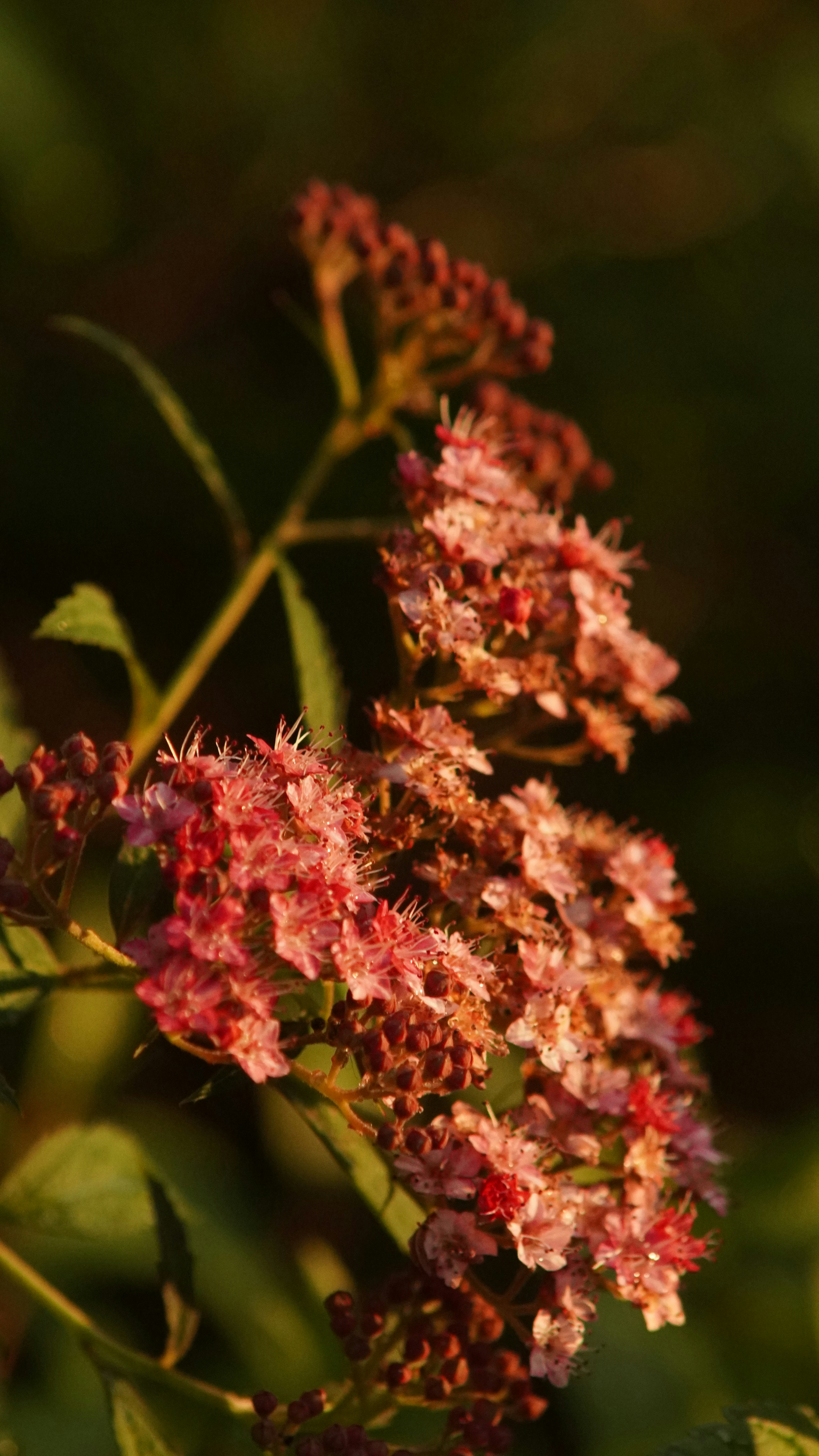 Crimson Bloom: a close-up of a sunlit cluster on a flowering branch