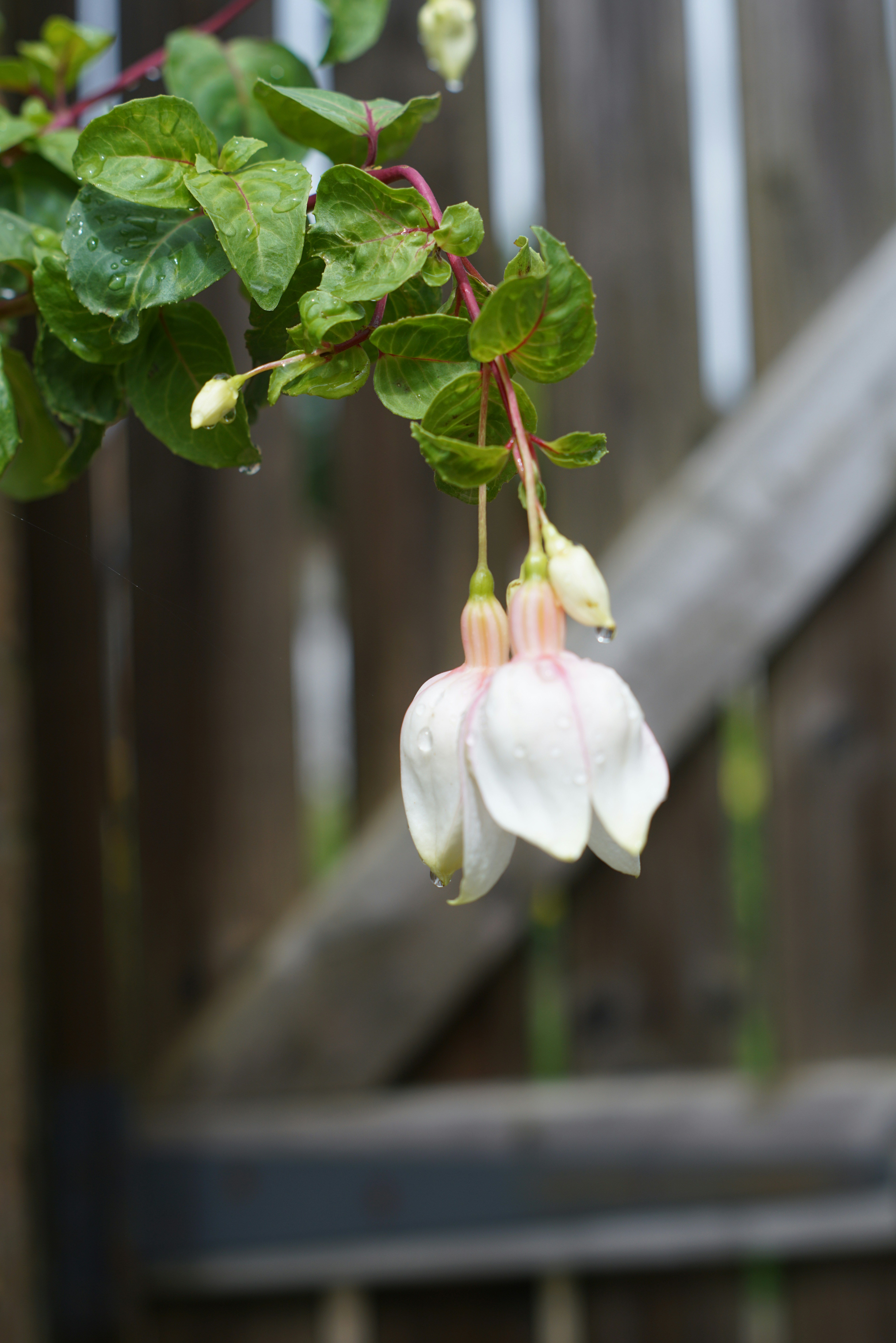 White bells in a garden halo