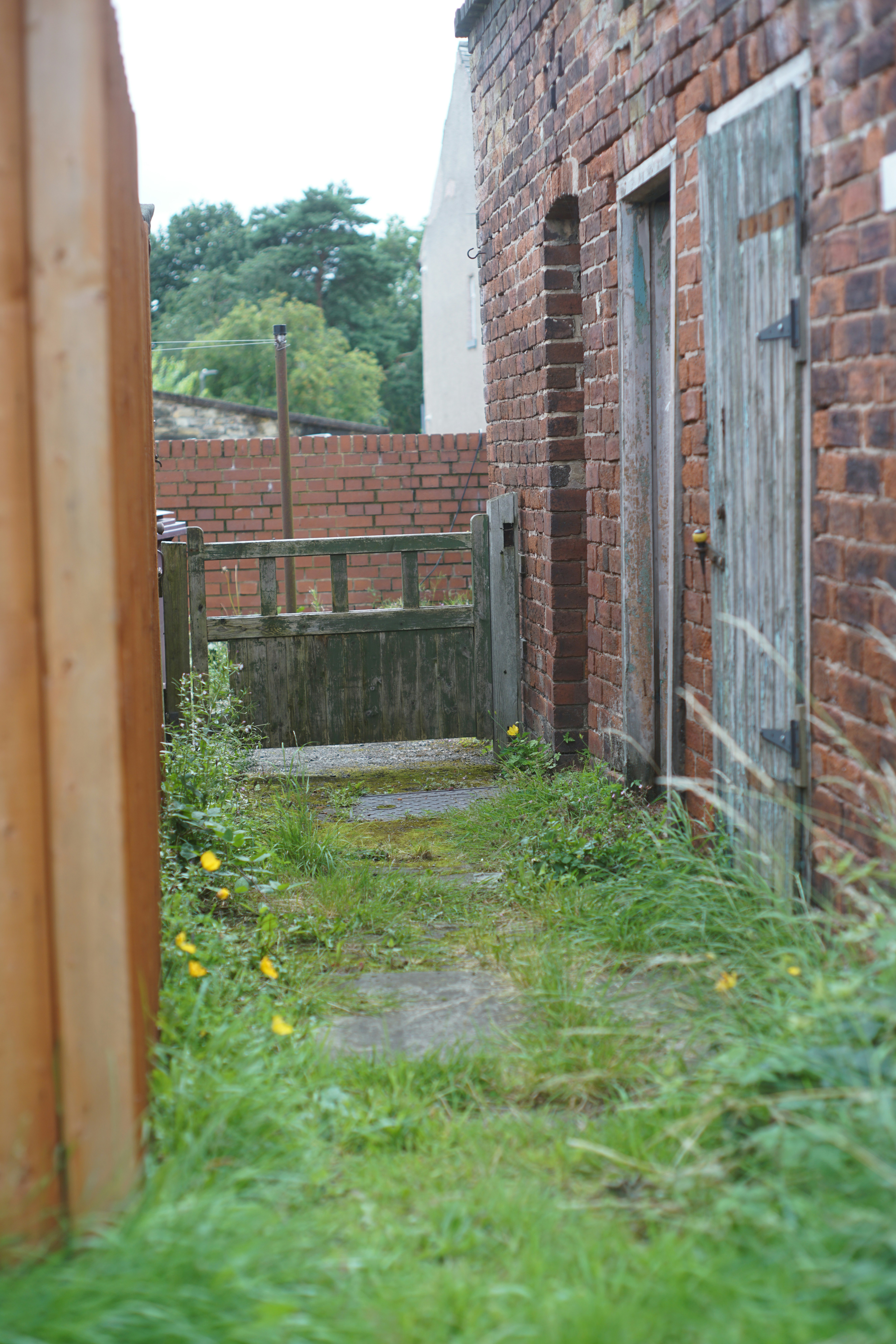 Overgrown Back Alley Between Brick and Wood