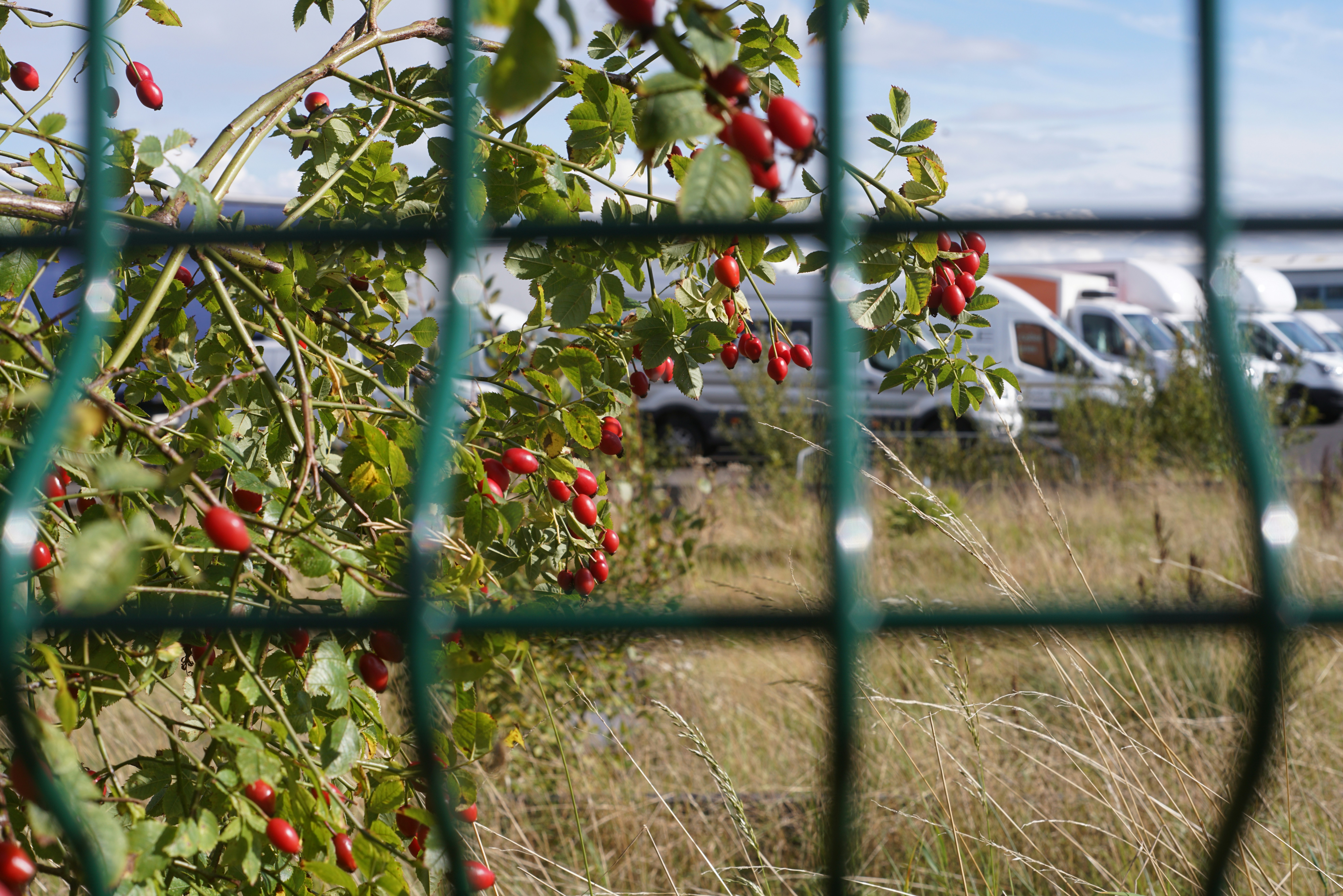 Red Berries Behind the Grid: A Quiet Borderline View