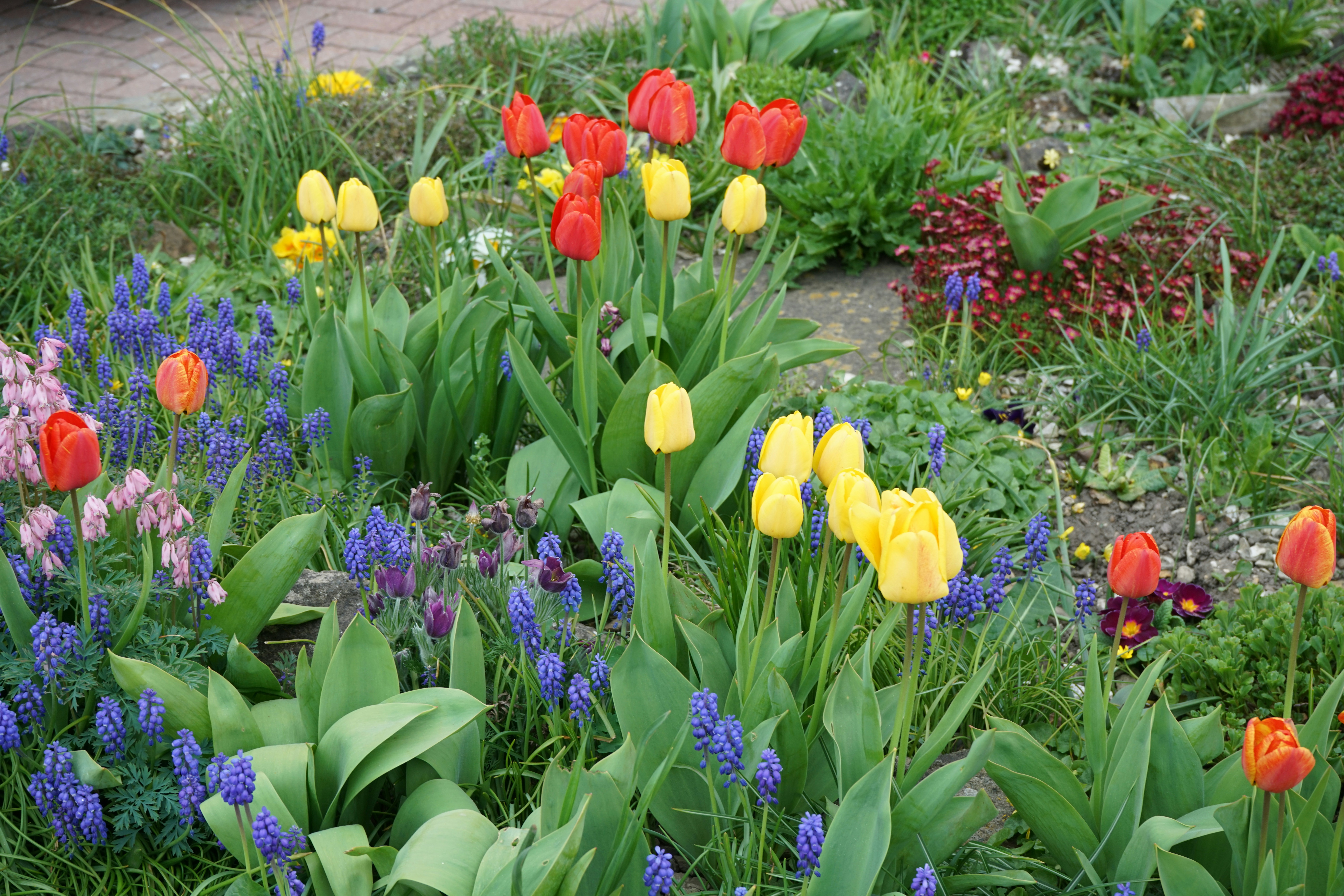 Vibrant Tulip Patch: Red, Yellow, and Purple Burst in Full Bloom