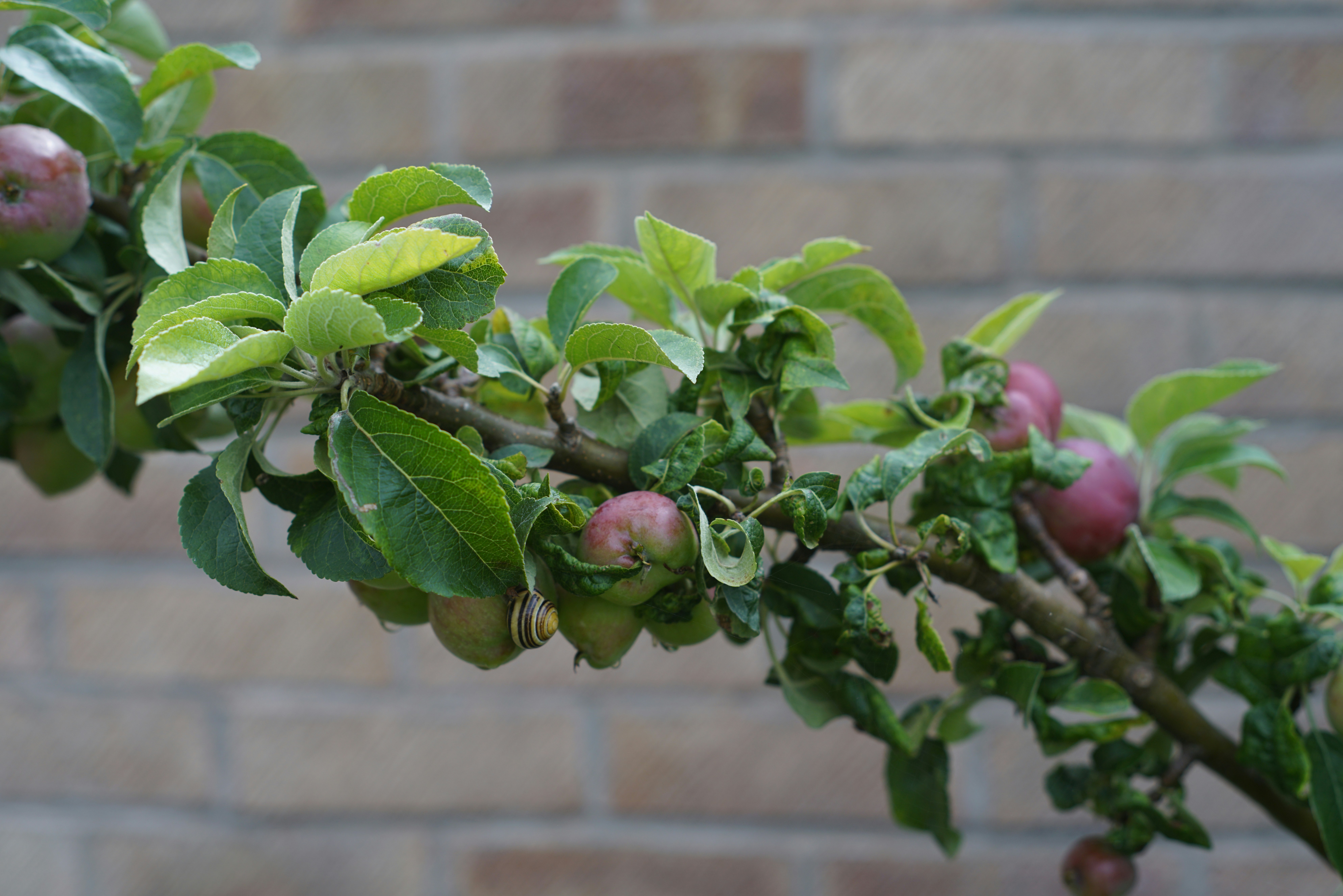 Branch of ripening apples against a brick backdrop