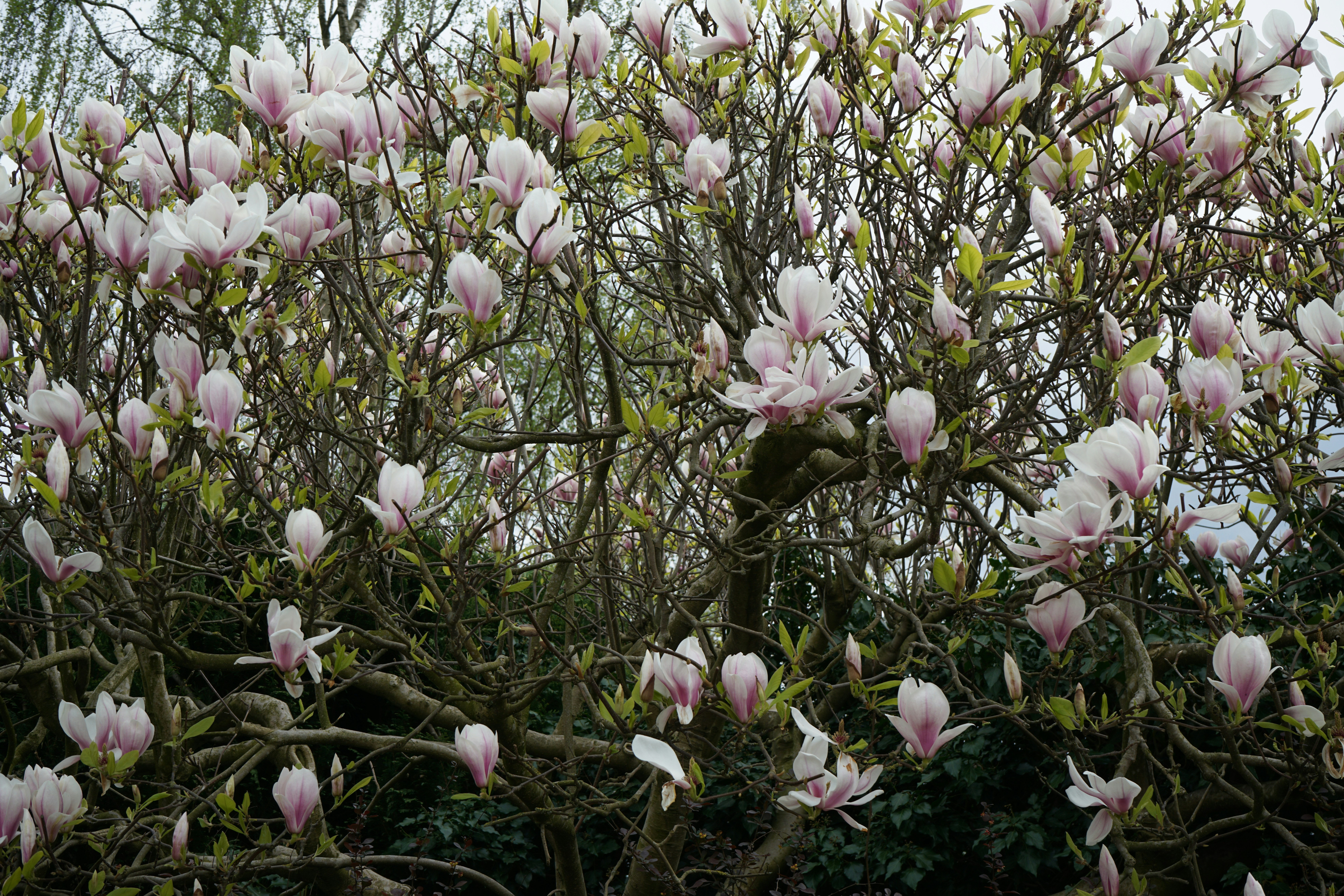 Spring Magnolias in Bloom: Quiet Branches and Soft Pink Buds