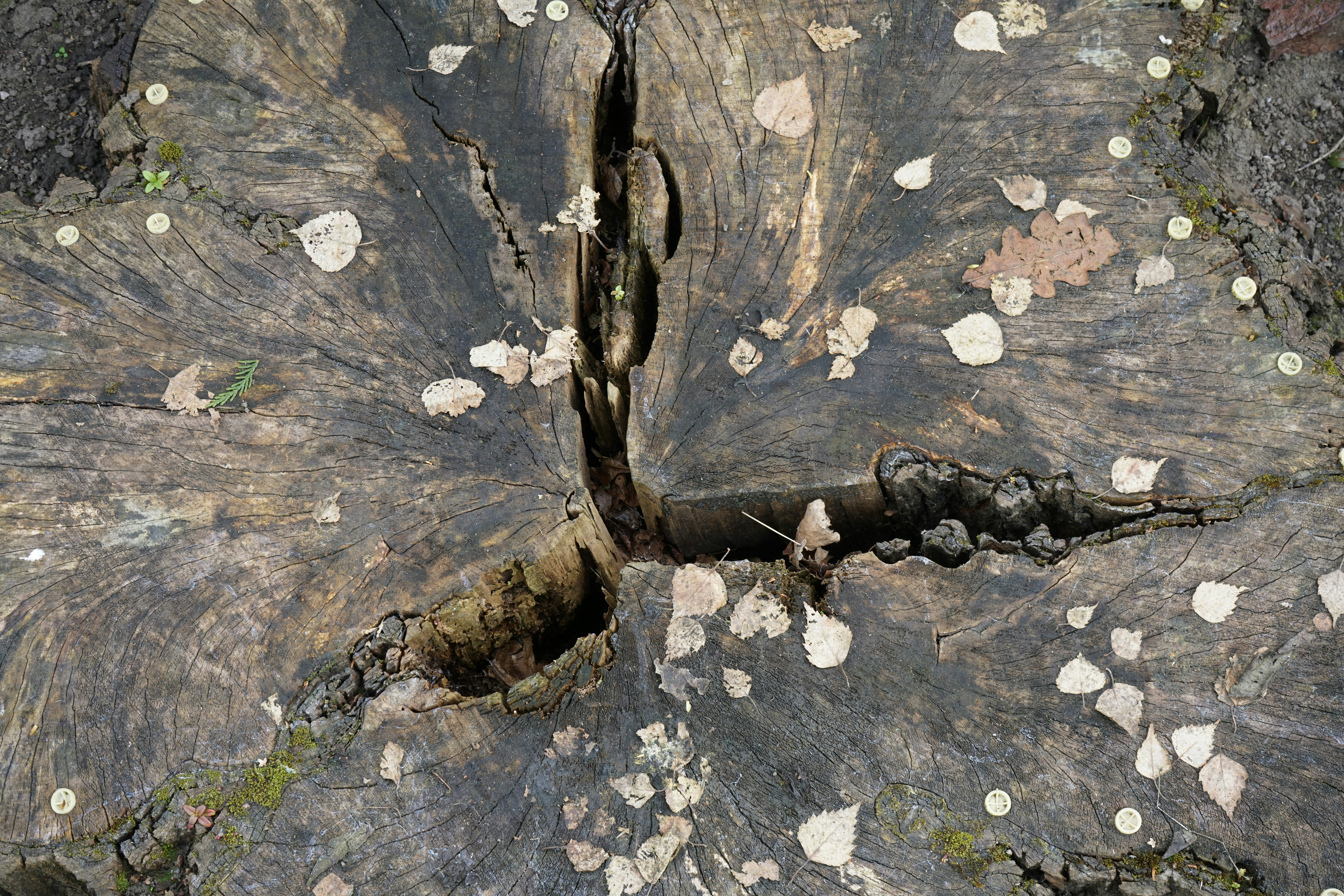 Cracked Log Empress: A Weathered Ring of Growth and Time