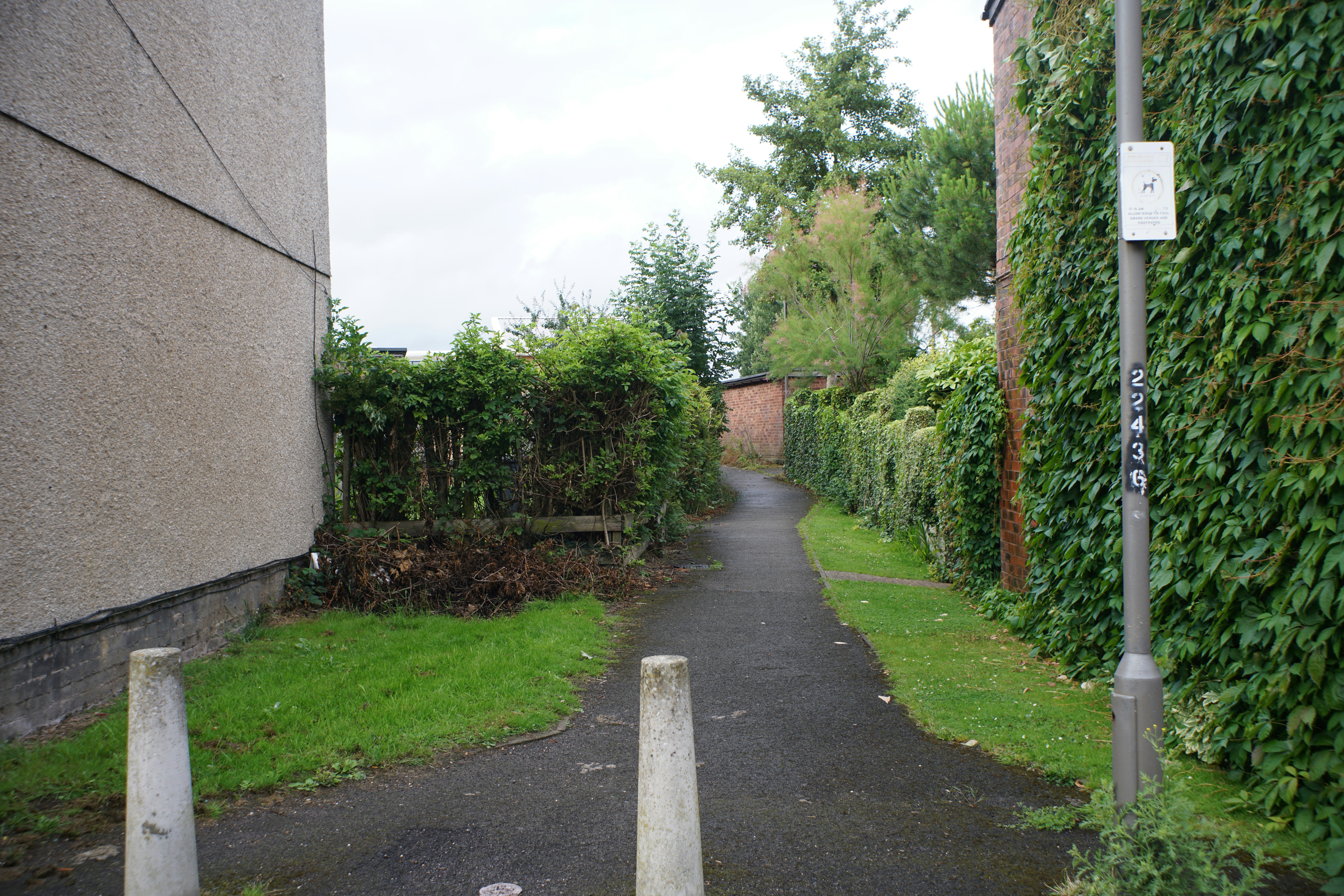 Path Through a Quiet Corridor of Green Hedges