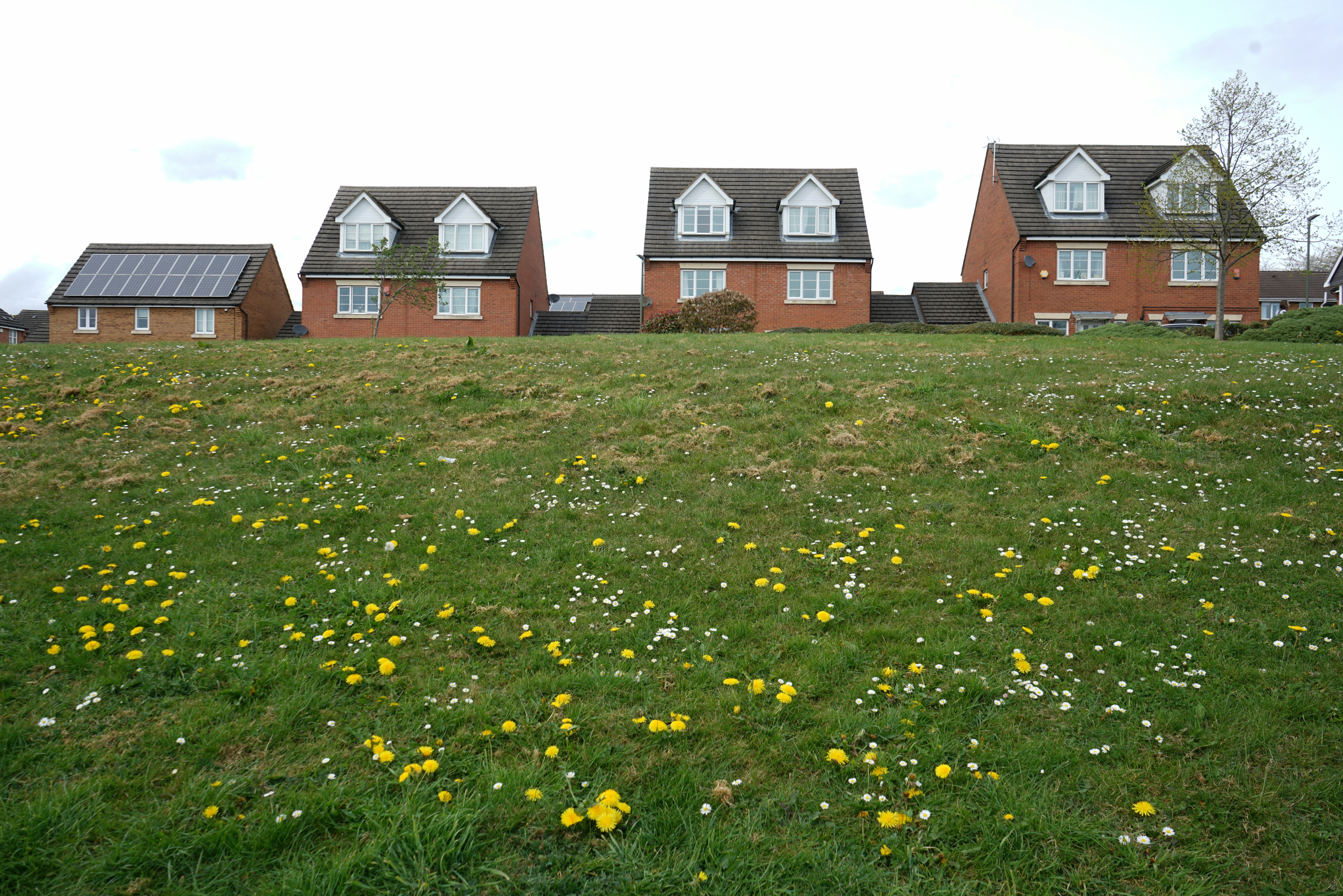 Row of brick houses over a meadow dotted with yellow blossoms