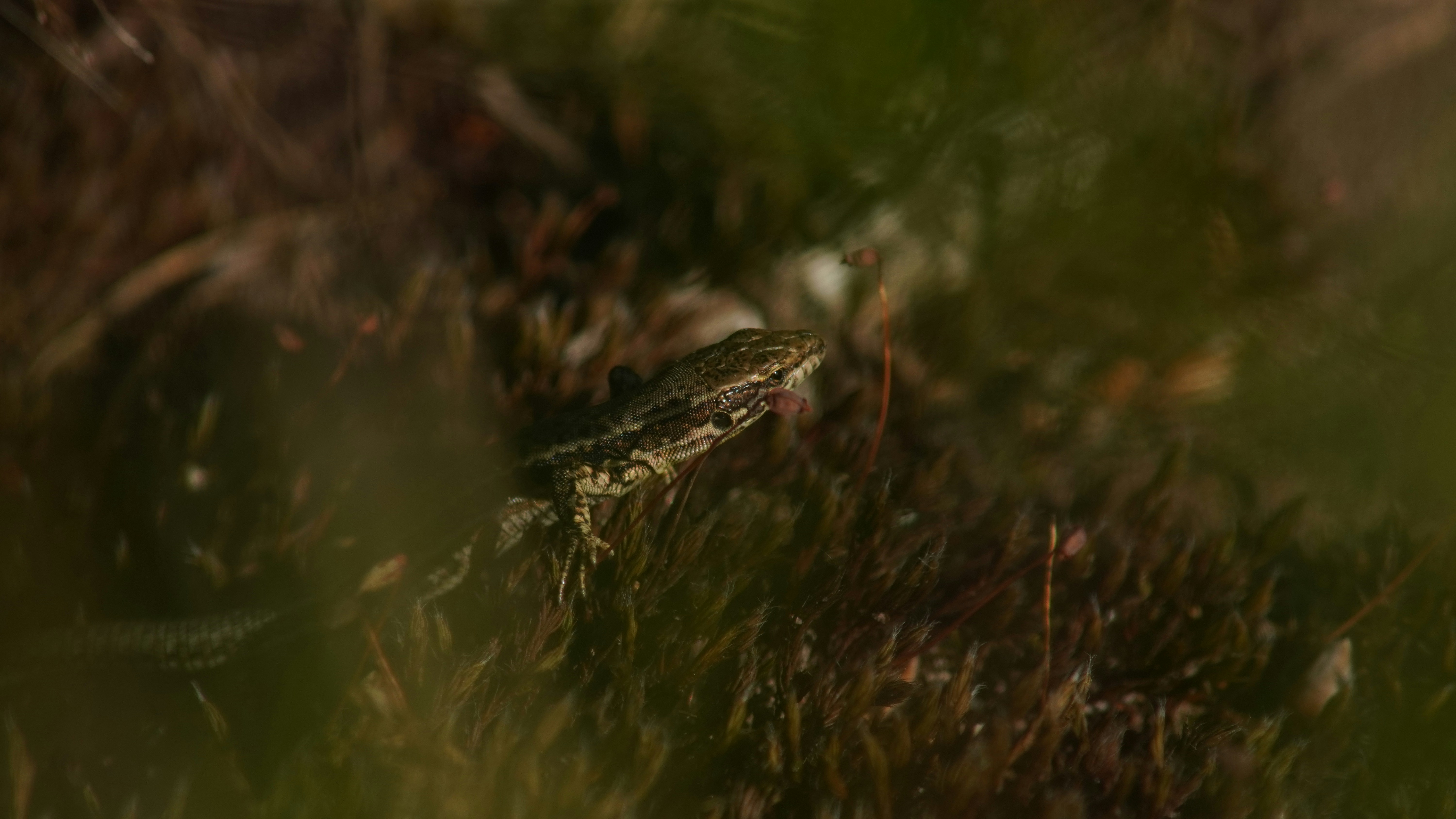 Hidden Snare: Moss-Covered Viper in Dim Underbrush