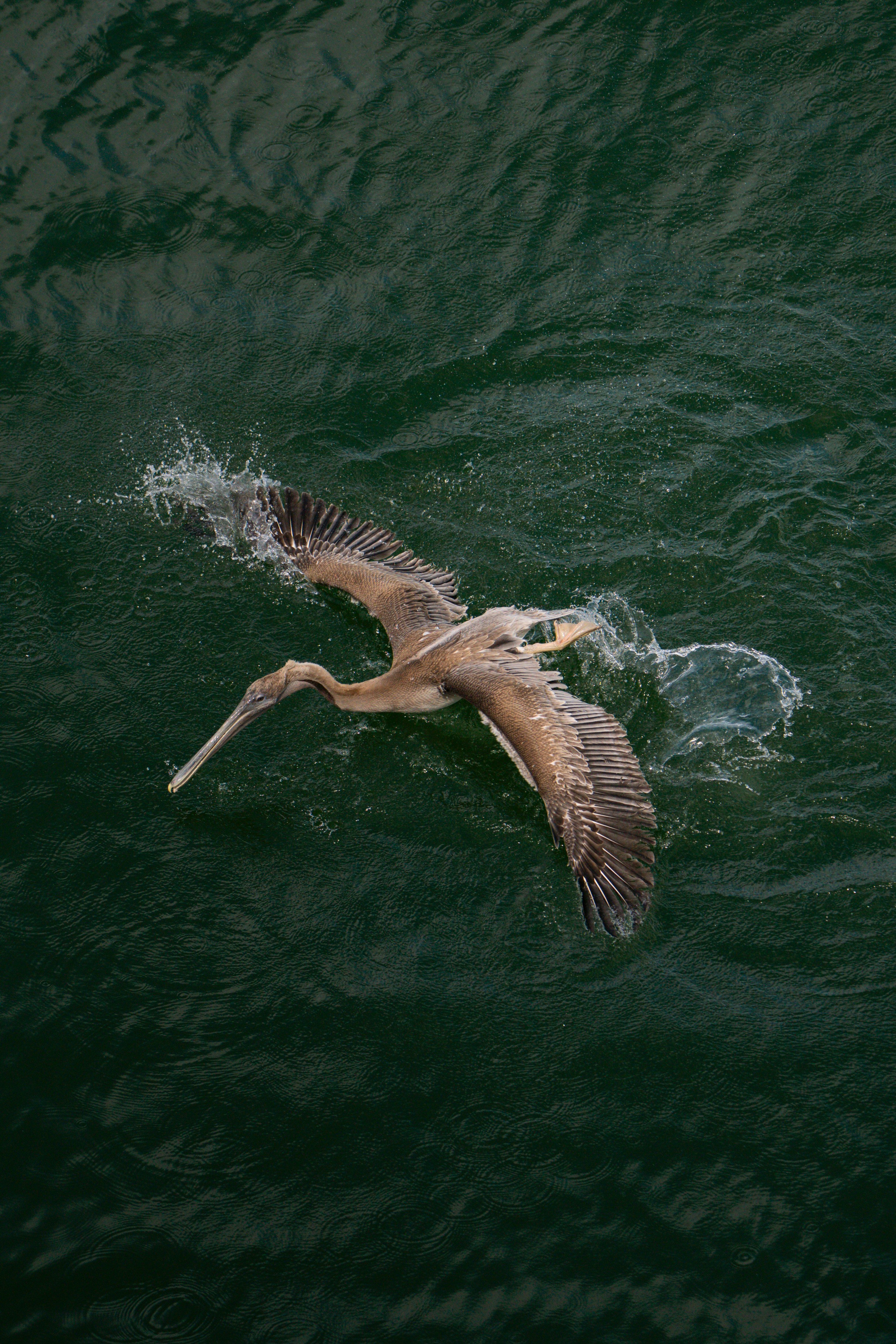 Soaring Pelican over Emerald Waves