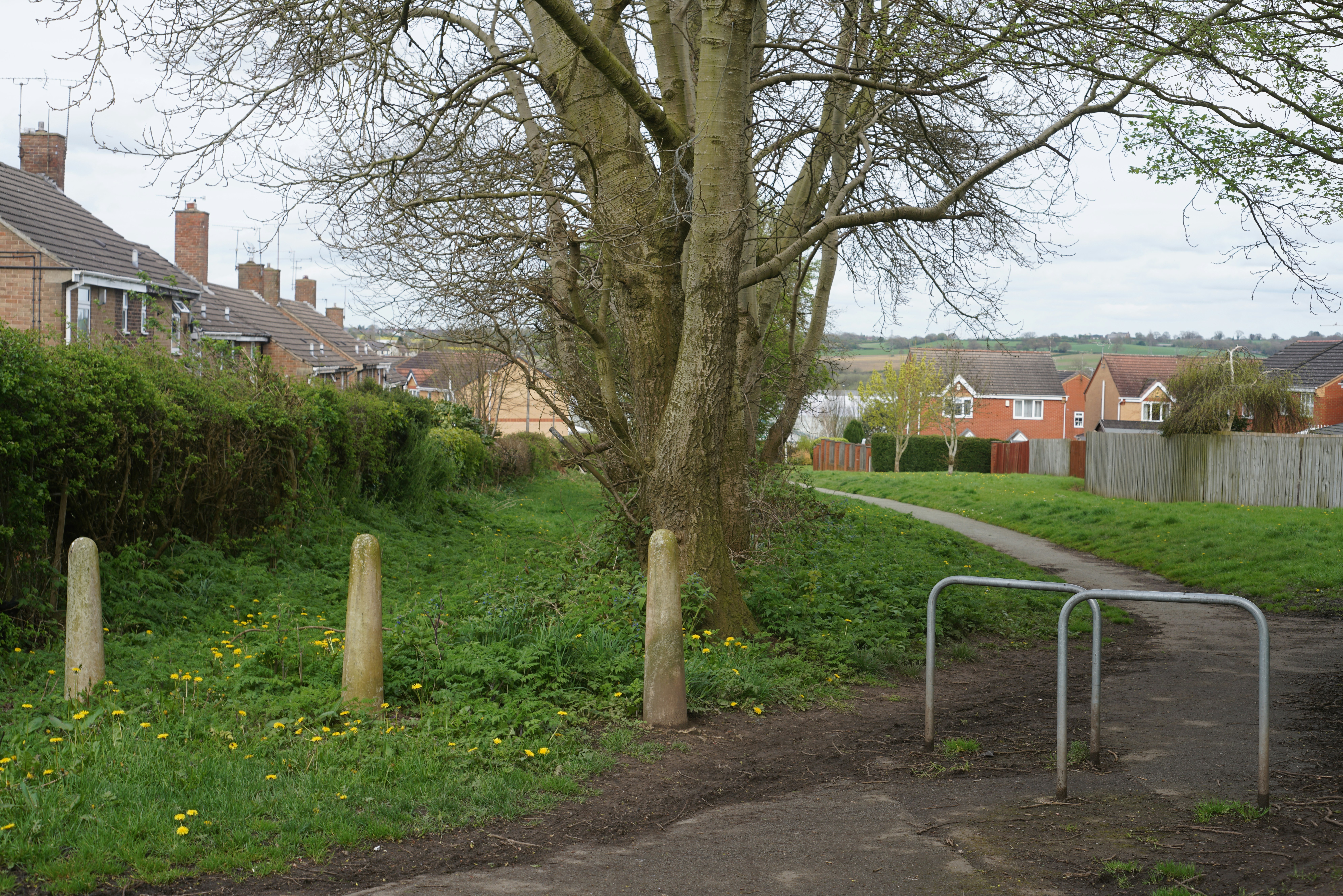 Tree-lined path and suburban street beneath a splayed canopy