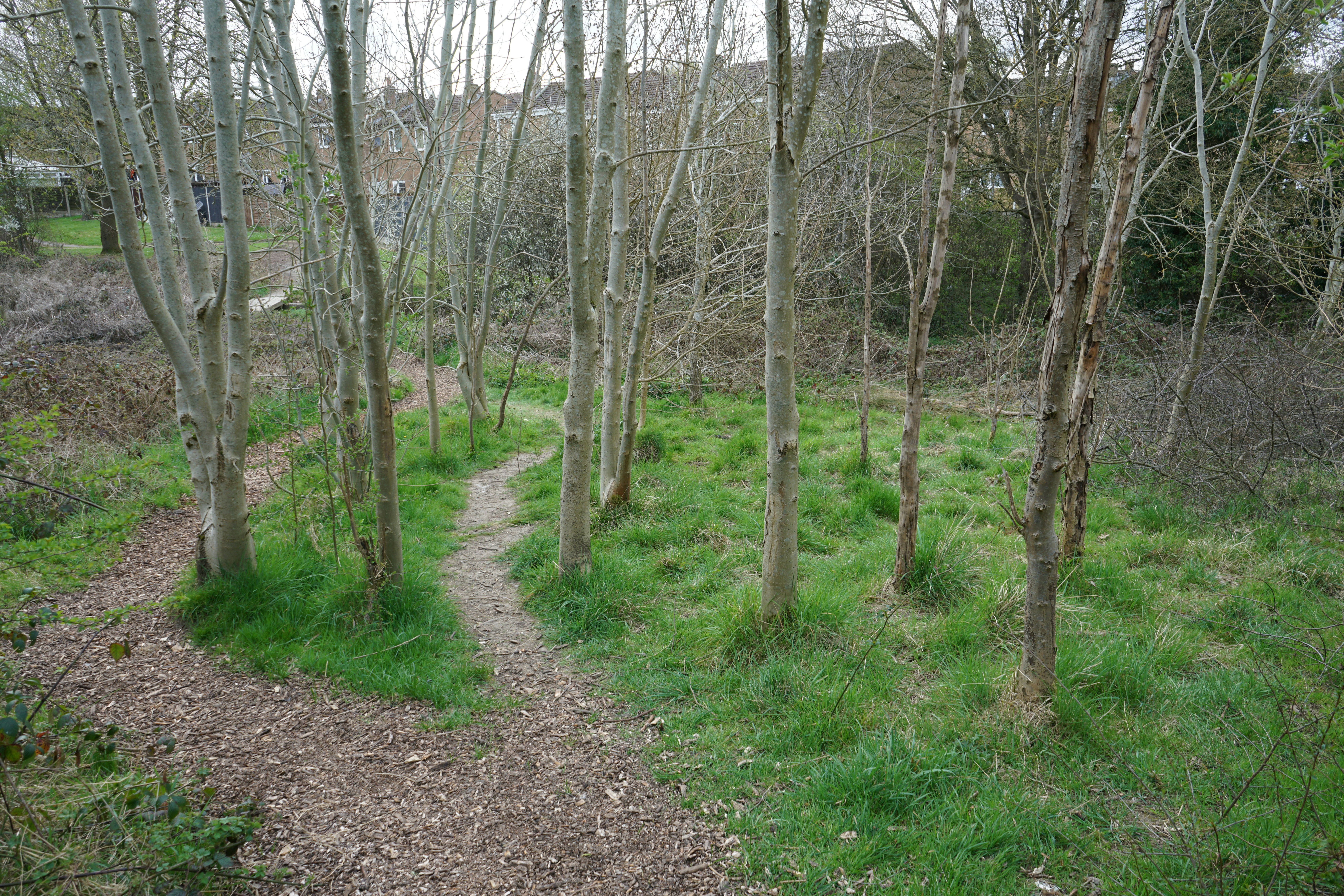 Meandering Path Through the Quiet Grove