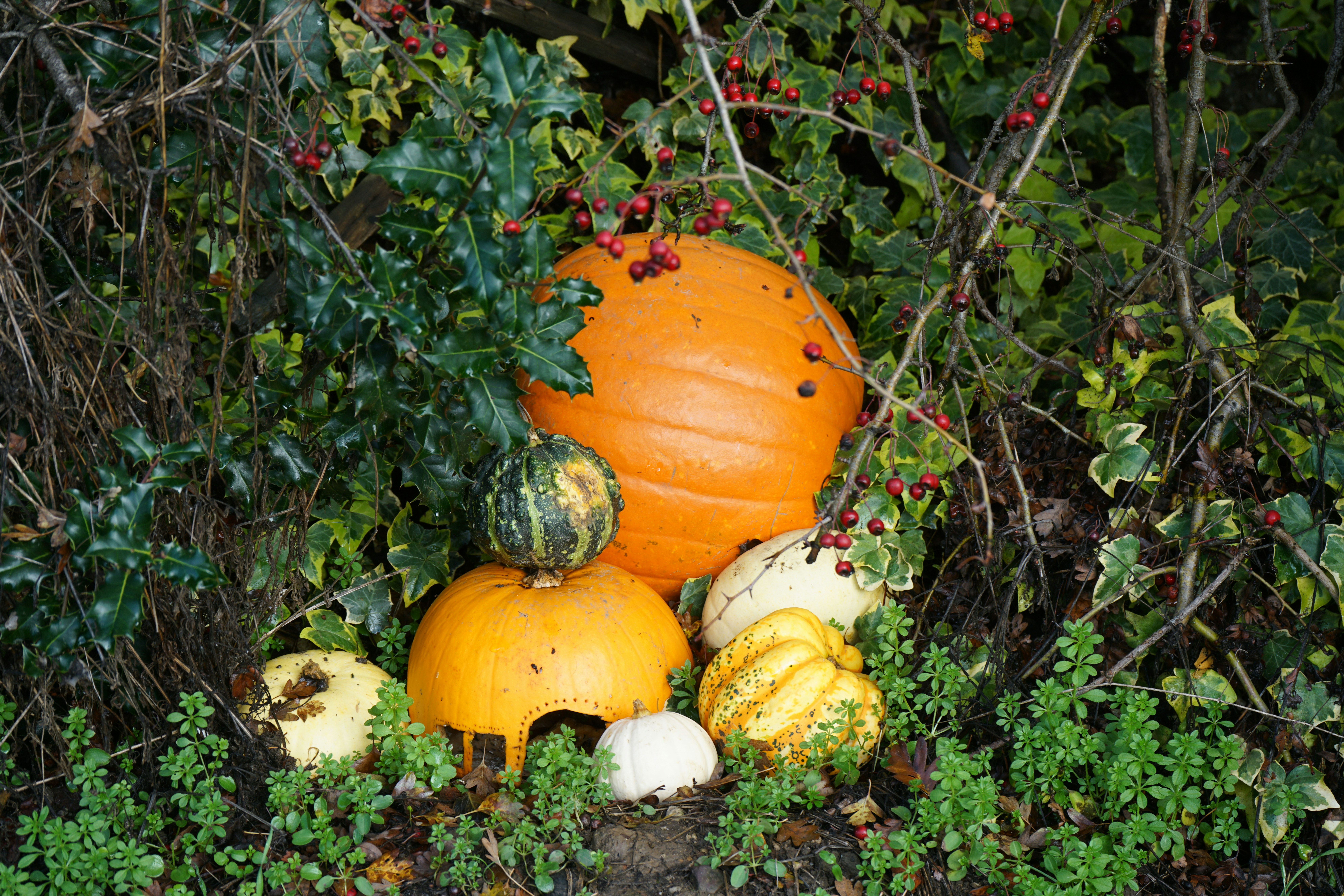 Autumn Mosaic: A Patch of Pumpkins Resting in Greenery