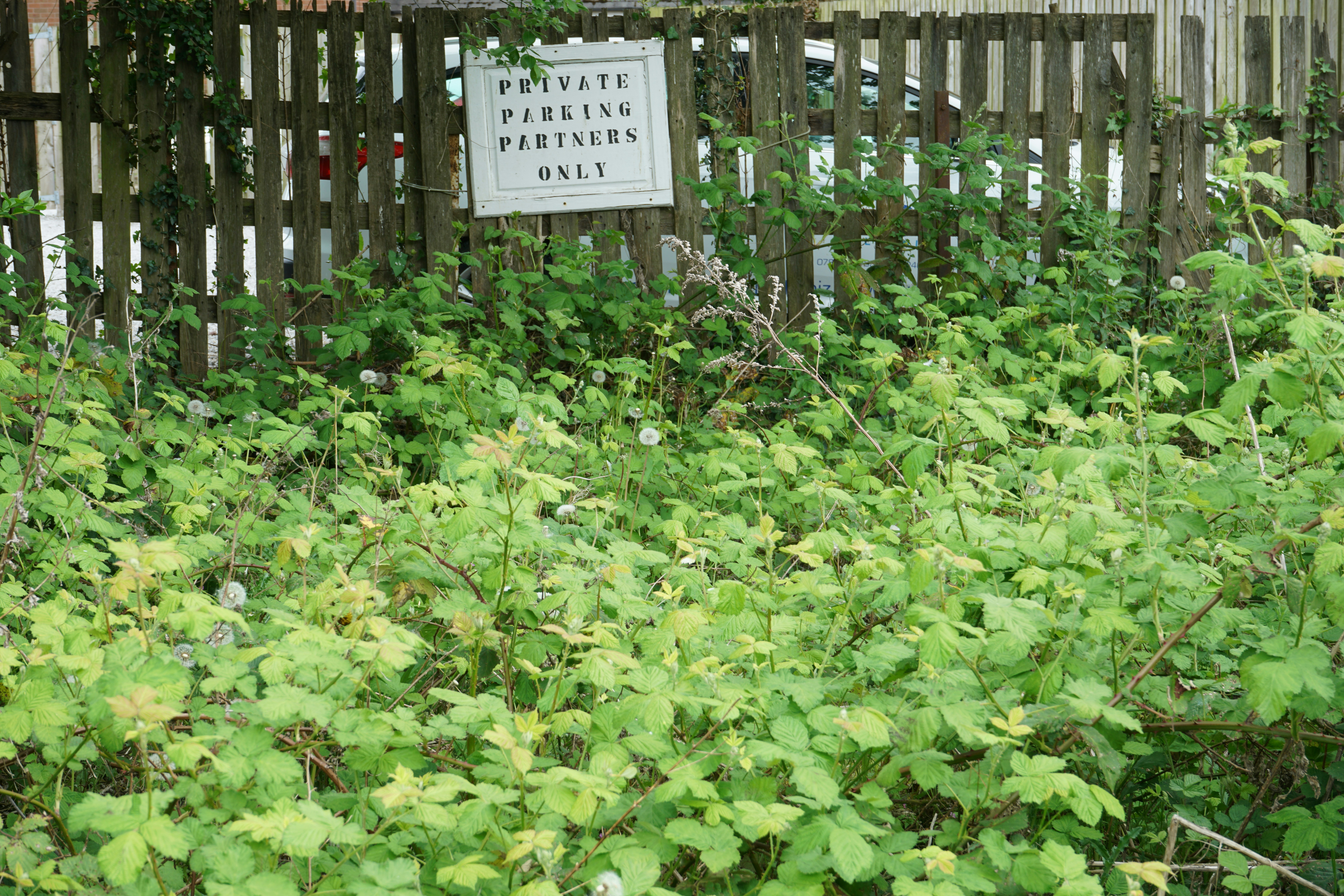 Overgrown Quiet: A Sign Hidden Behind Bright Greenery
