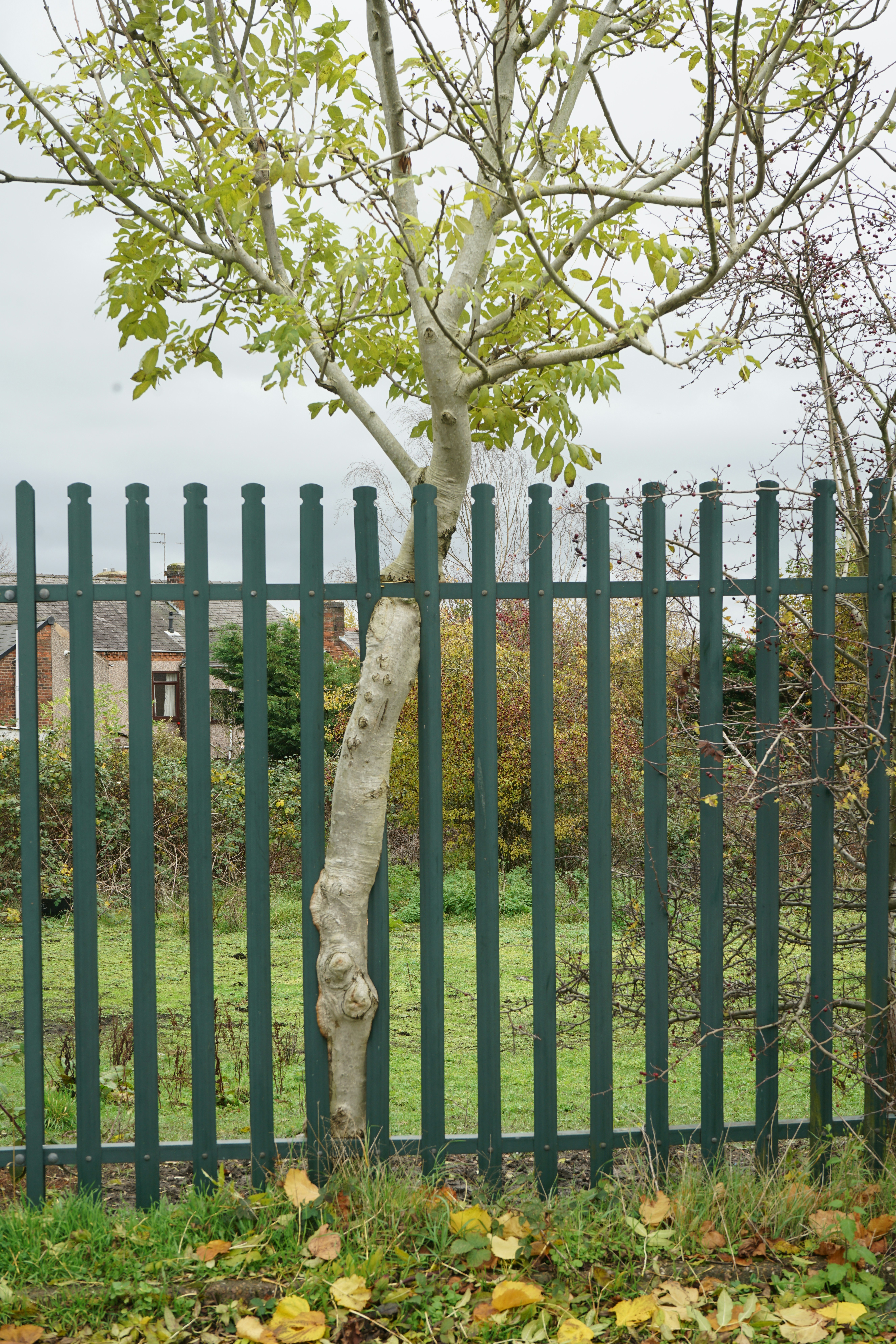 Tree Framed by Green Fence: A Quiet Moment in the Yard