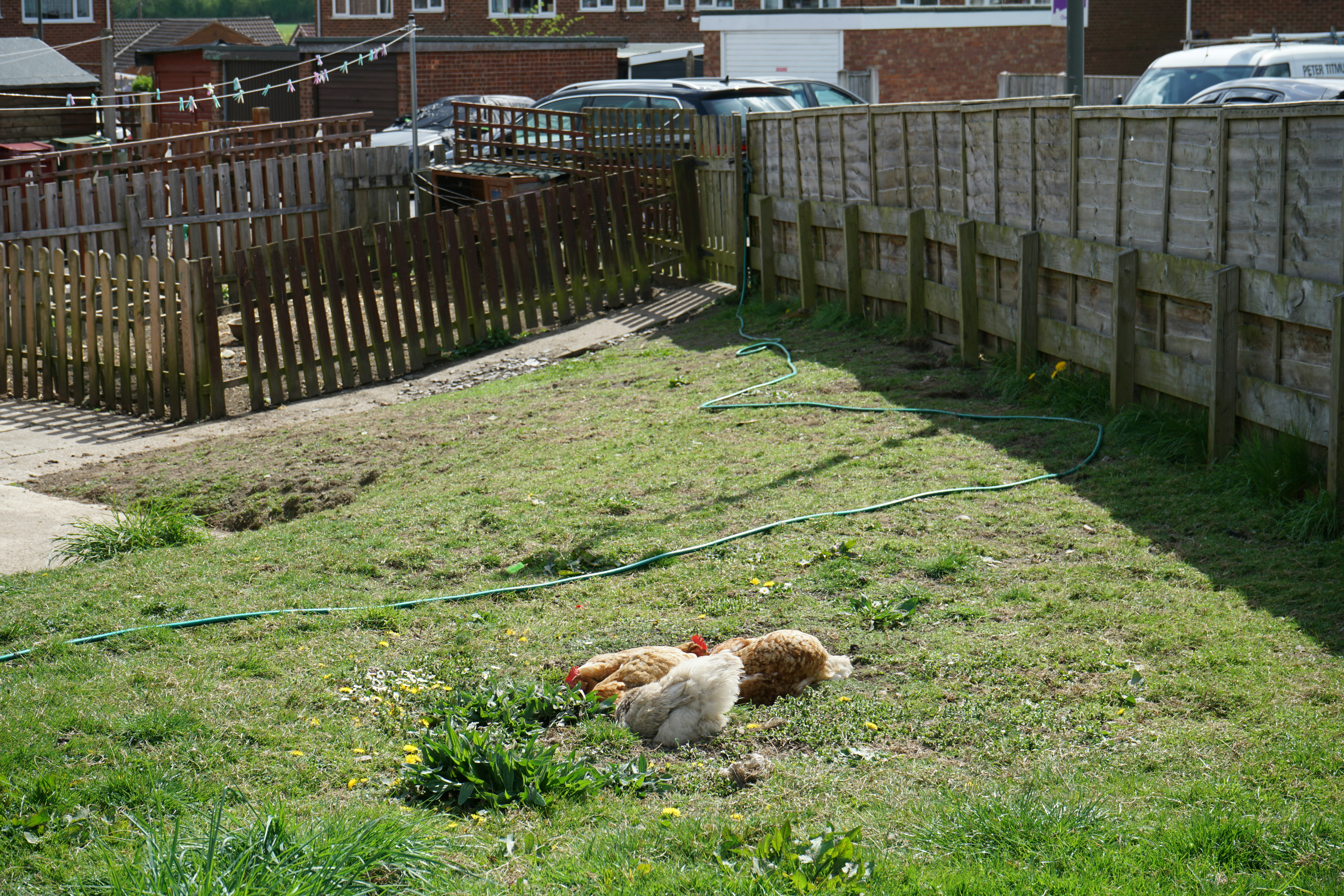 Chickens in a sunlit suburban yard under a wooden fence