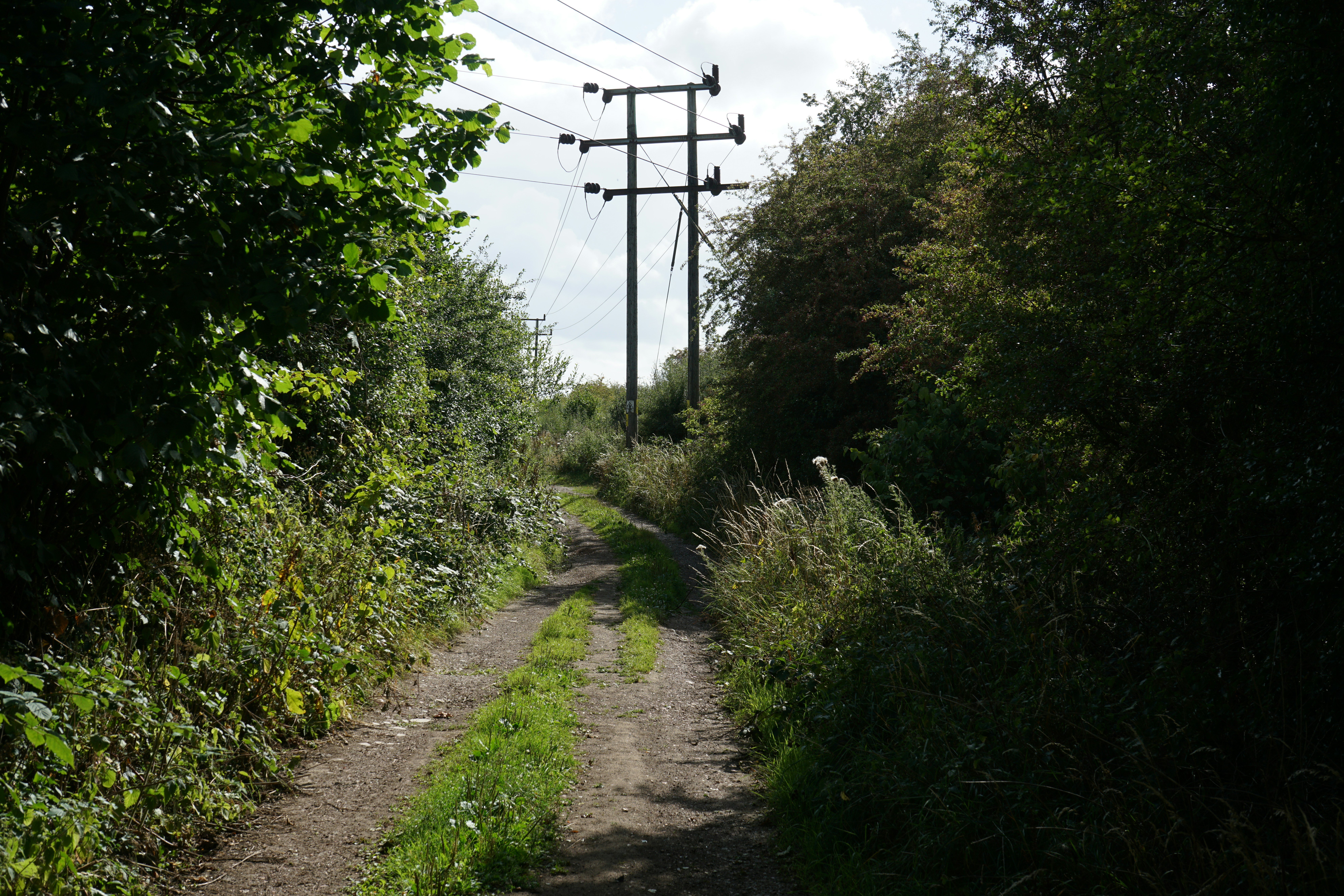 Sunlit Path to the Power Line: A Quiet Corridor