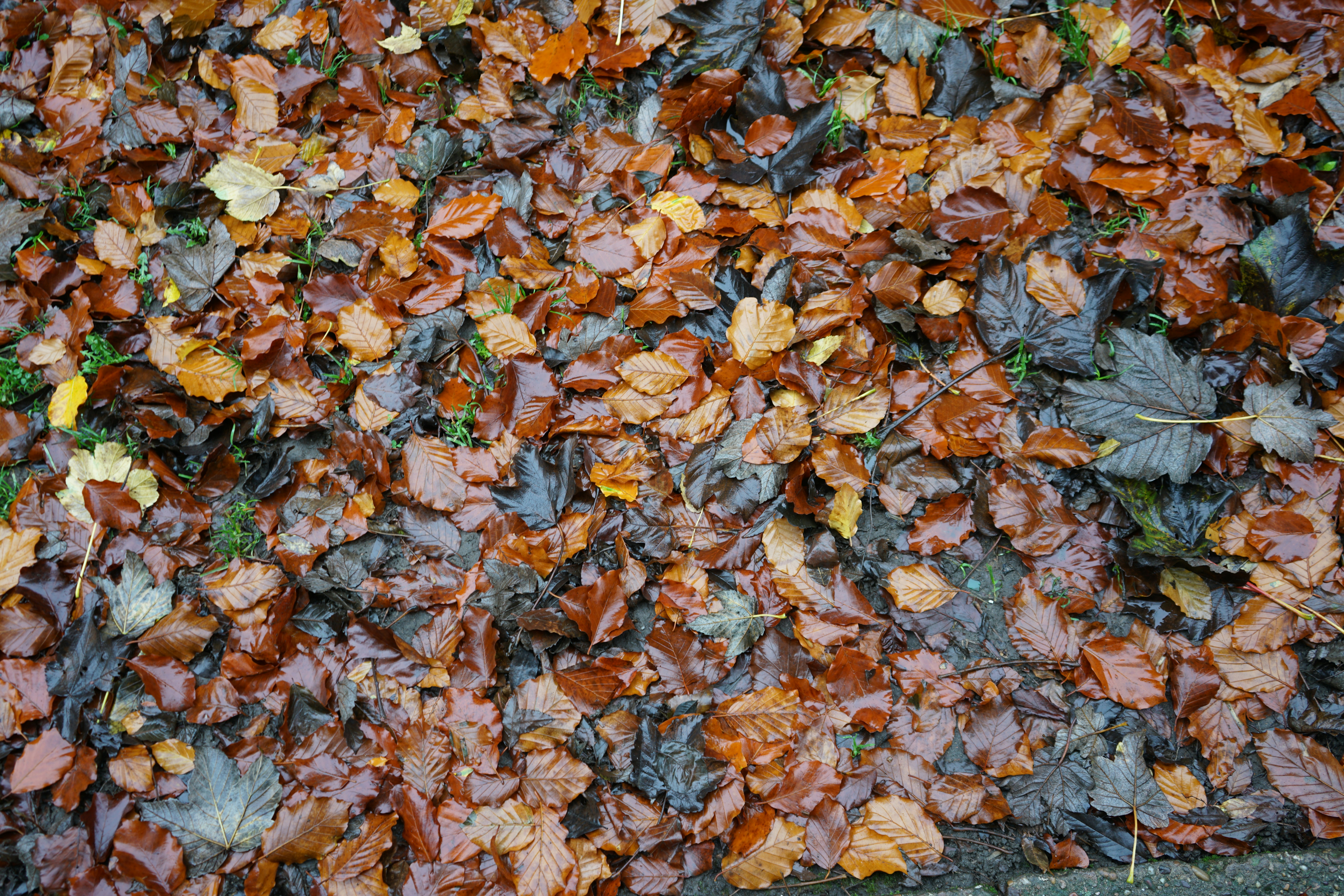 Autumn Carpet: Wet Leaves in a Quiet Park Border