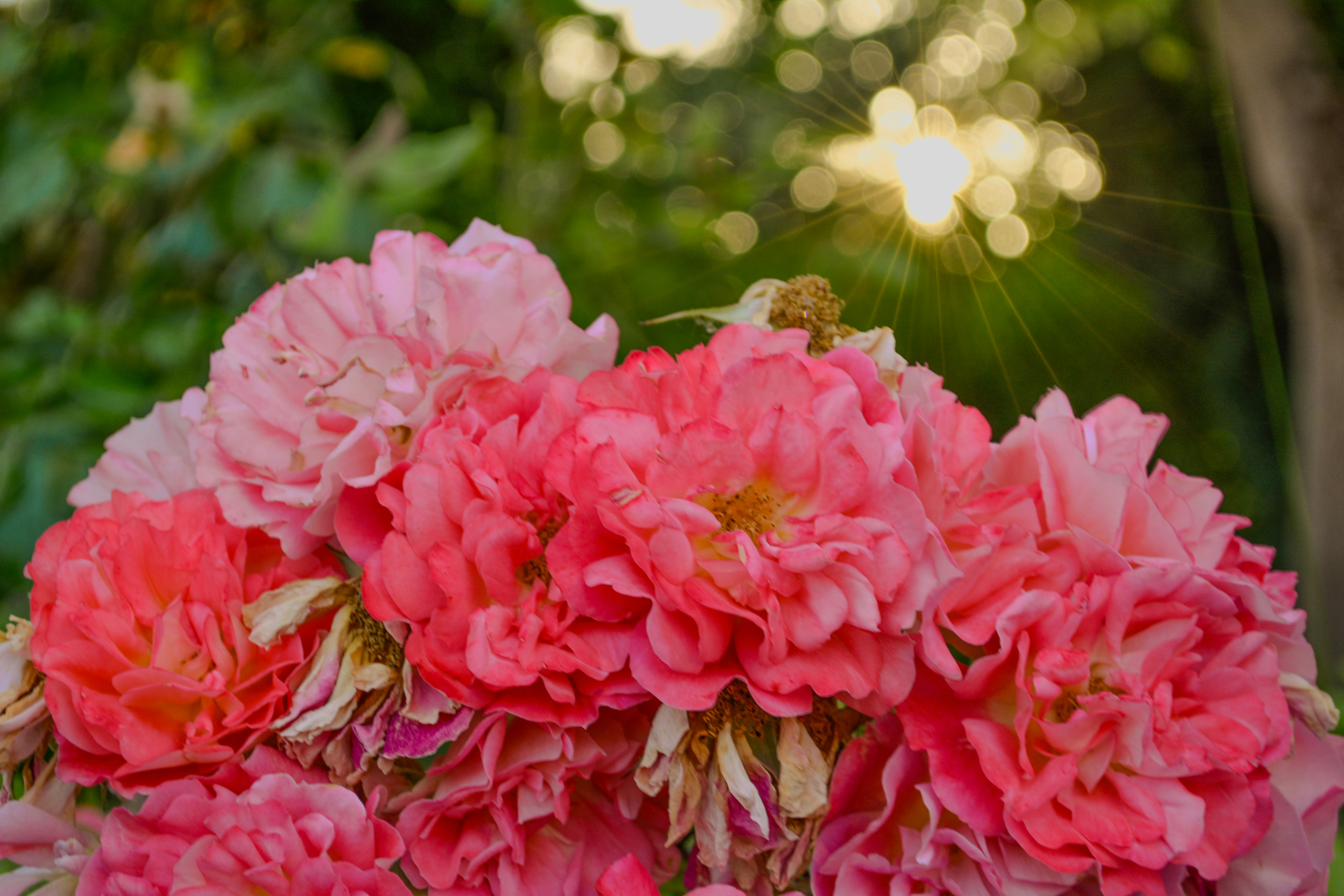 Sunlit Rosettes: Bright Pink Blooms Framed by Morning Dew