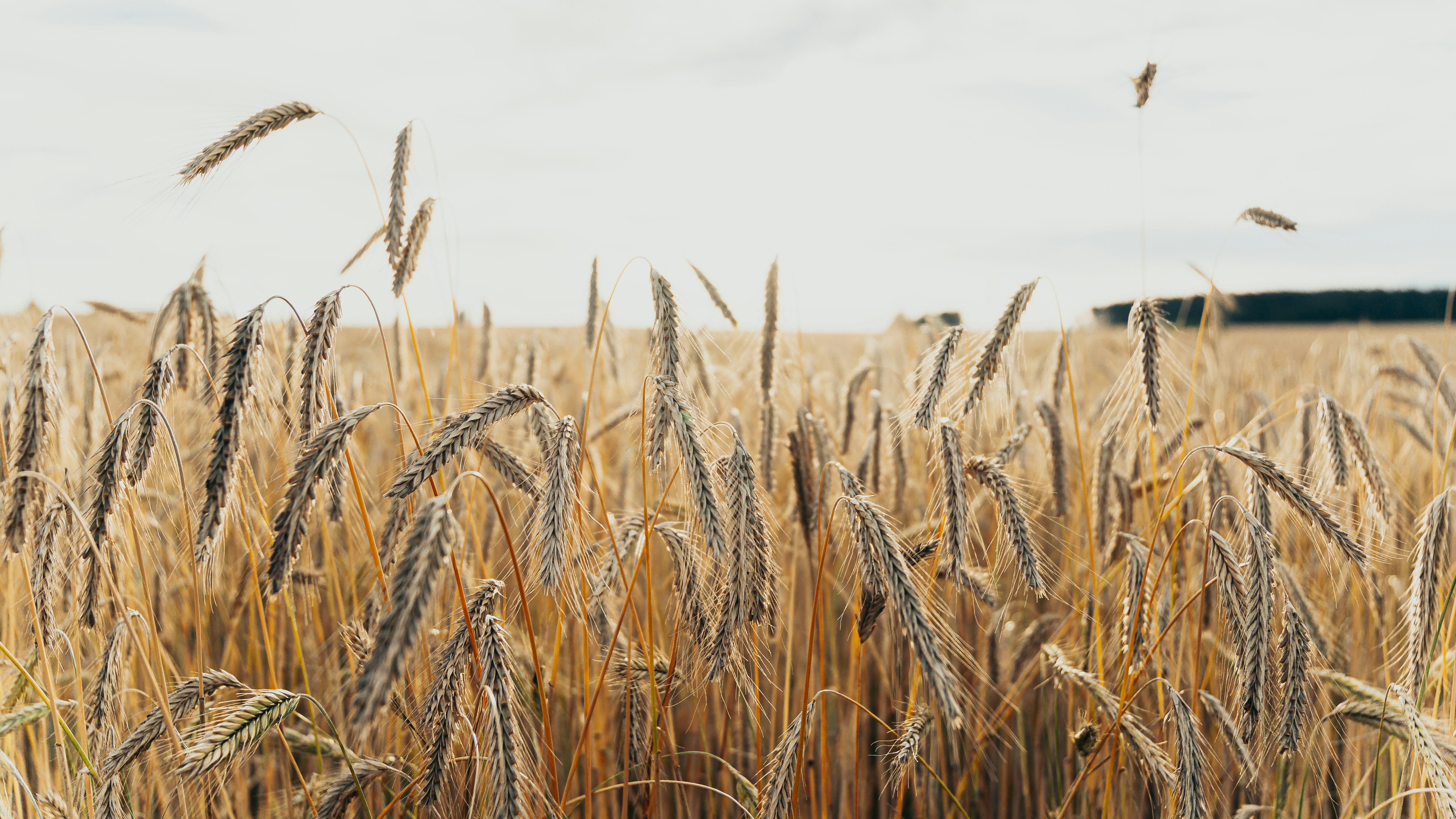 Golden Field of Heads: Reaching Wheat Under a Quiet Sky