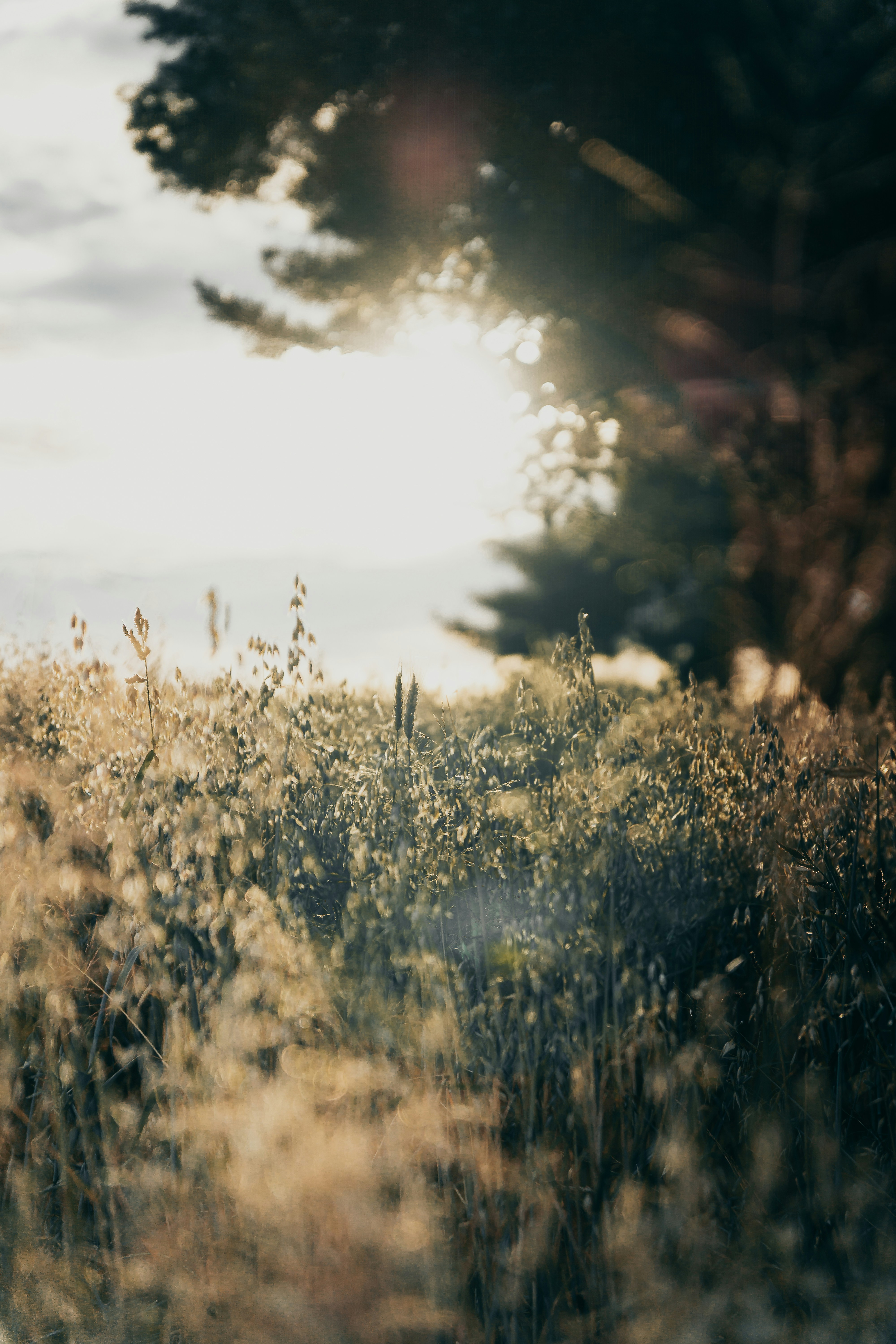 Golden Meadow at Sundown: Sunlight Fractures Through Tall Grass