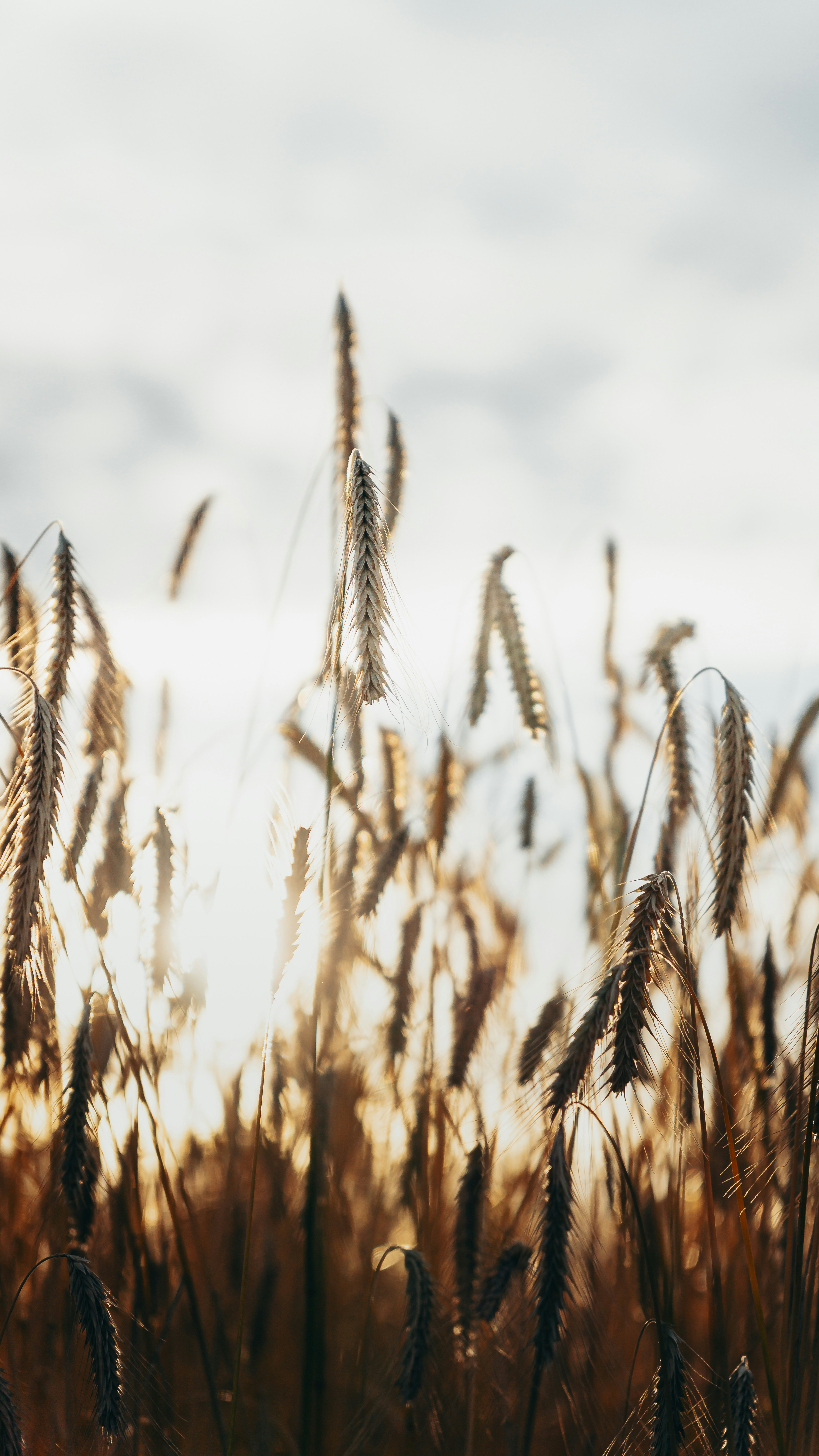 Backlit Summer: Tall Grass in Soft Focus