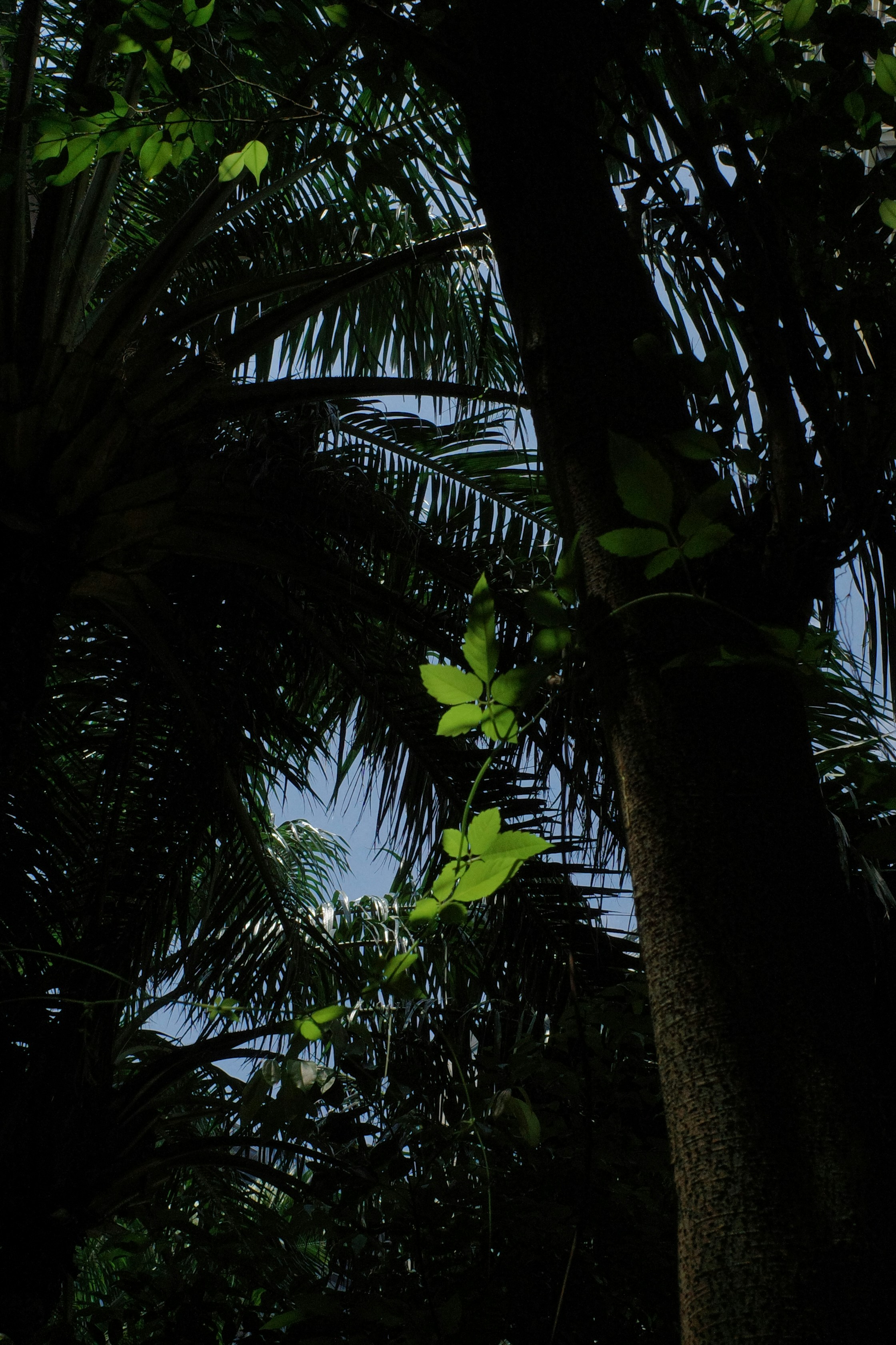 Sunlit Vine Fractals in a Tropical Canopy